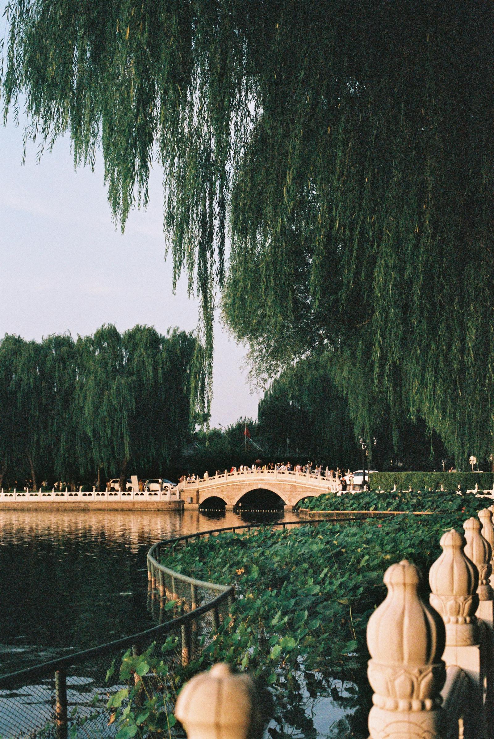 Weeping Photos, Download The BEST Free Weeping Stock Photos & HD Images