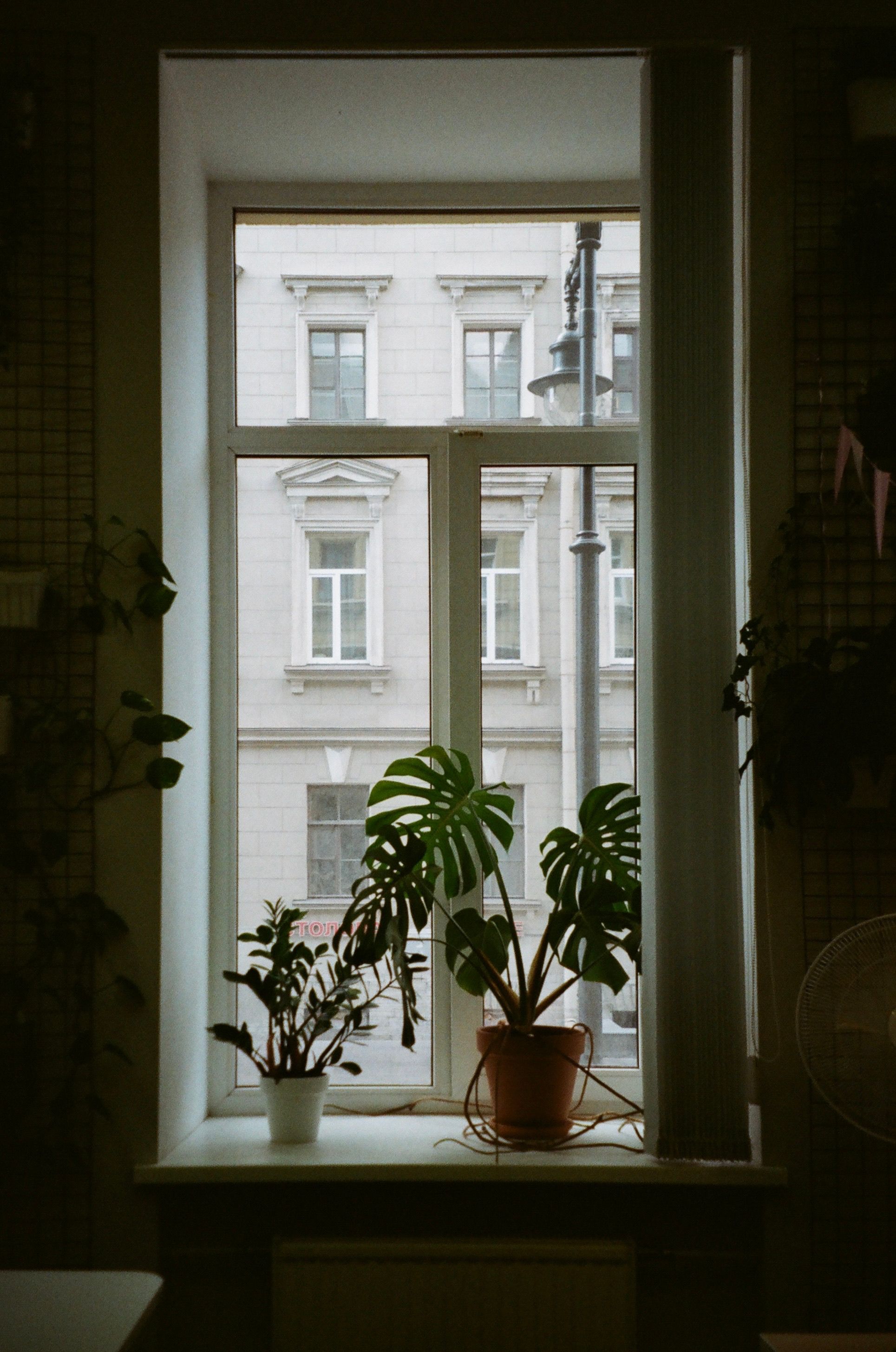 Plants in Window · Free Stock Photo