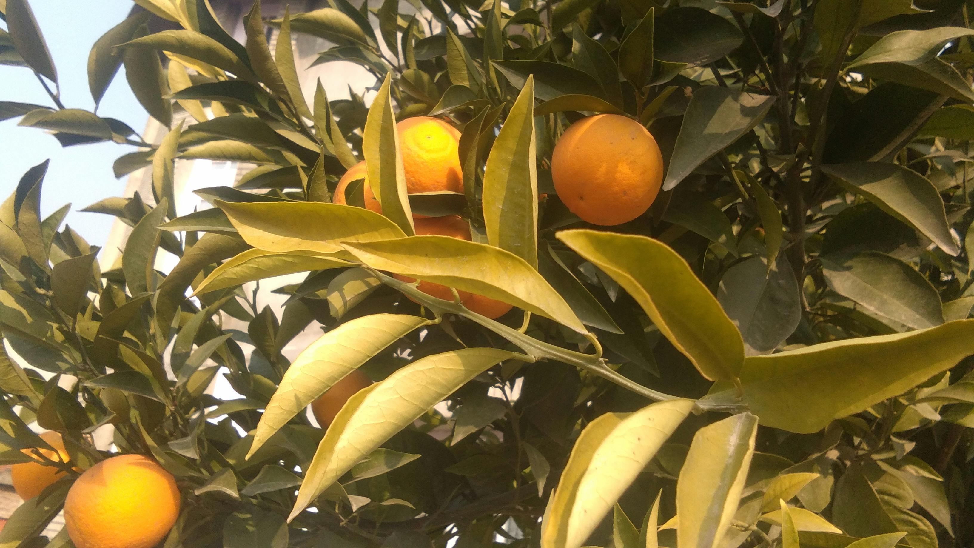 Free stock photo of oranhe tree