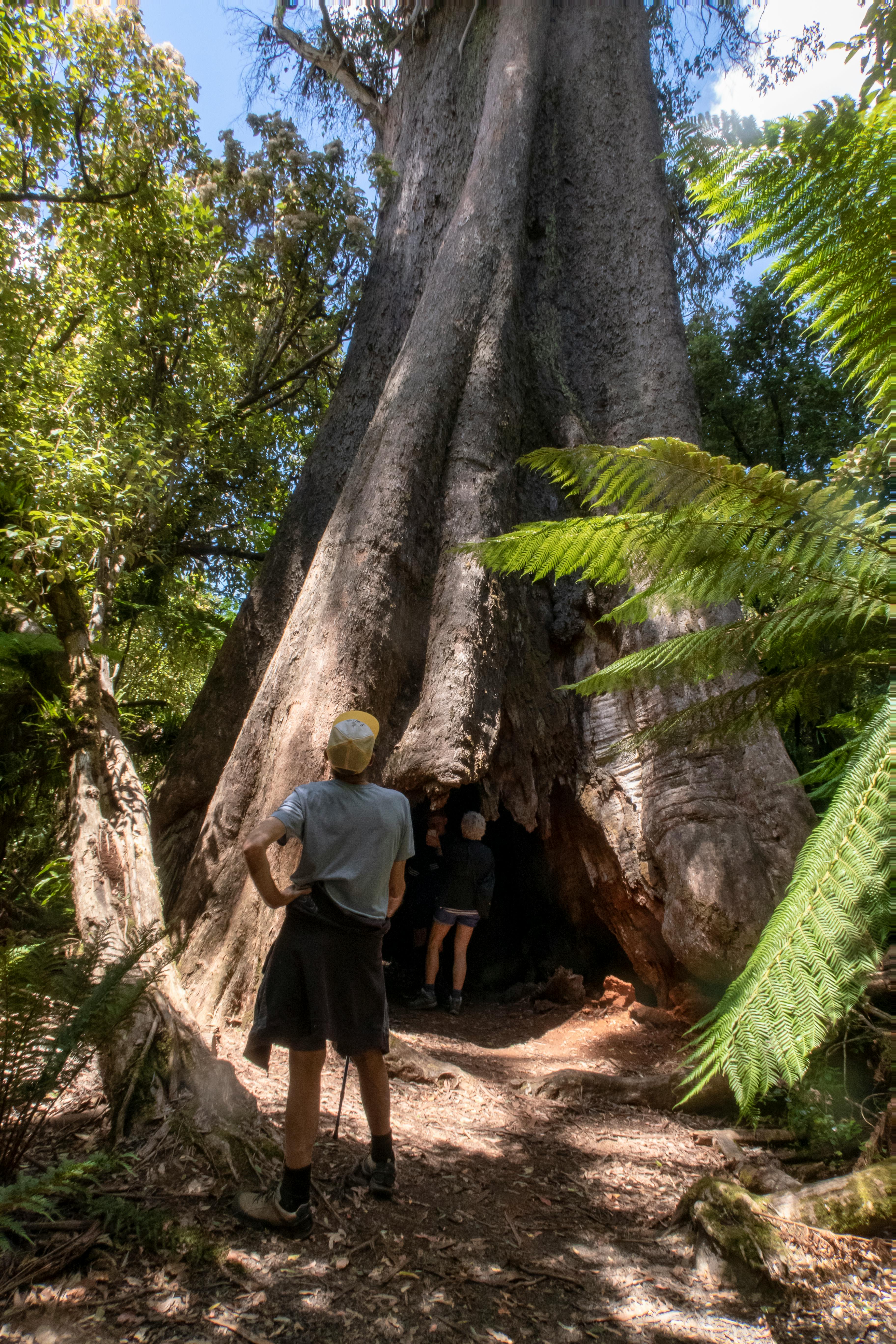 Kostenloses Foto zum Thema: blauer riese, gemäßigter regenwald, tasmanien