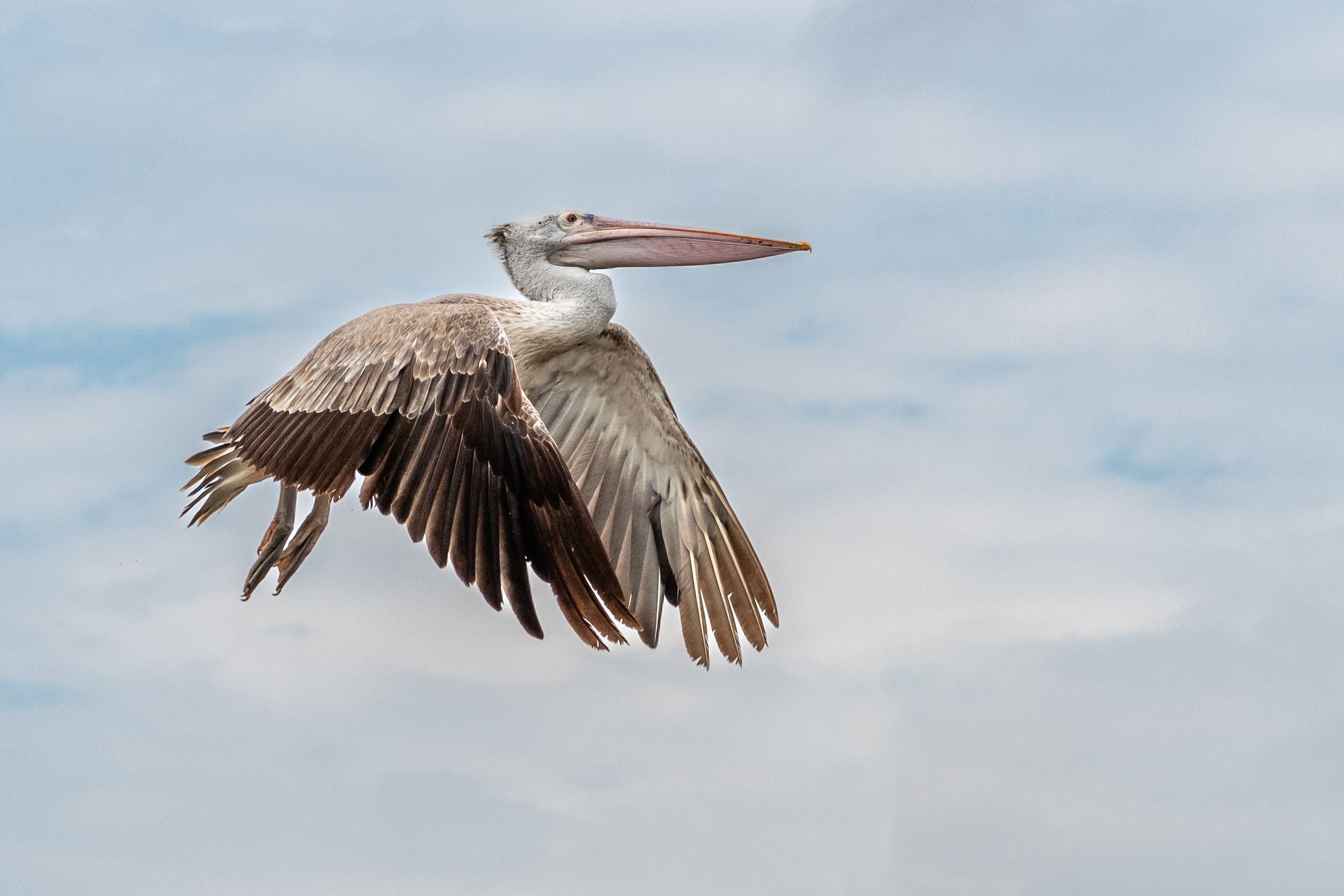 Flying Pelican on Sky · Free Stock Photo