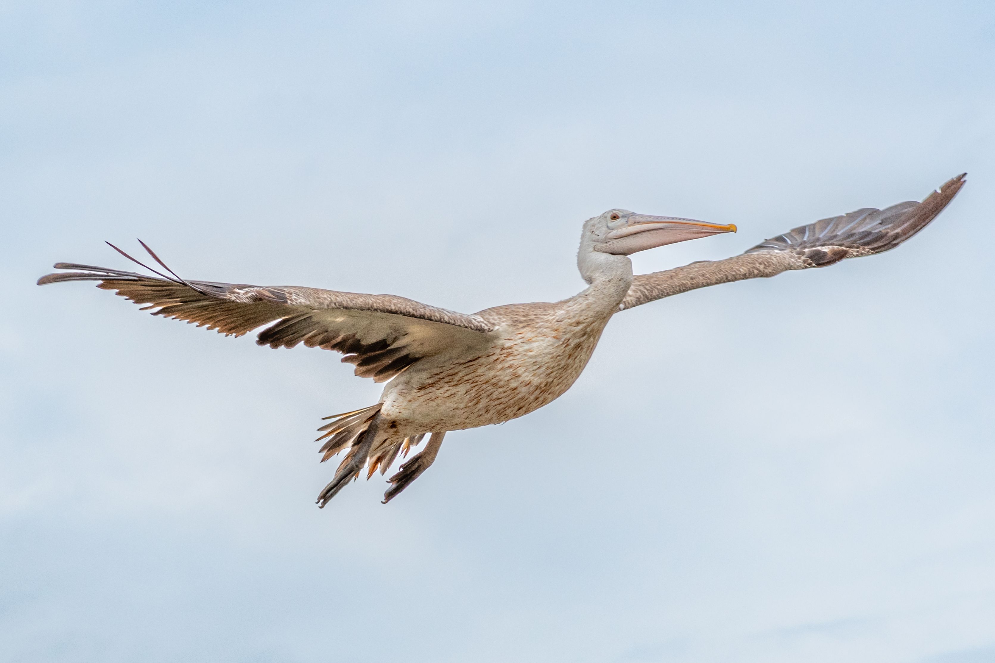 Pelican Flying in the Sky · Free Stock Photo