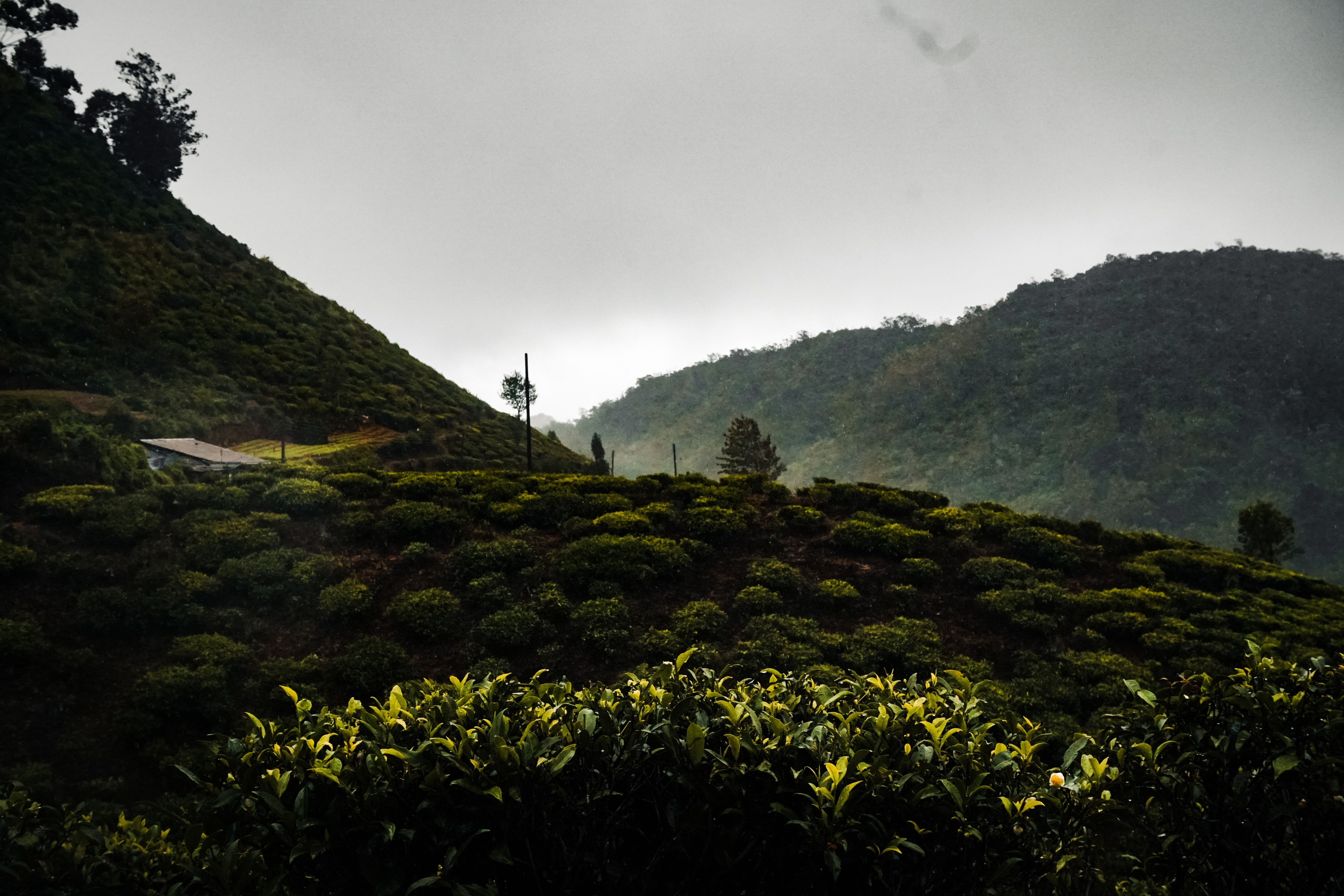 Thevindu Nagasinghe - 摄影