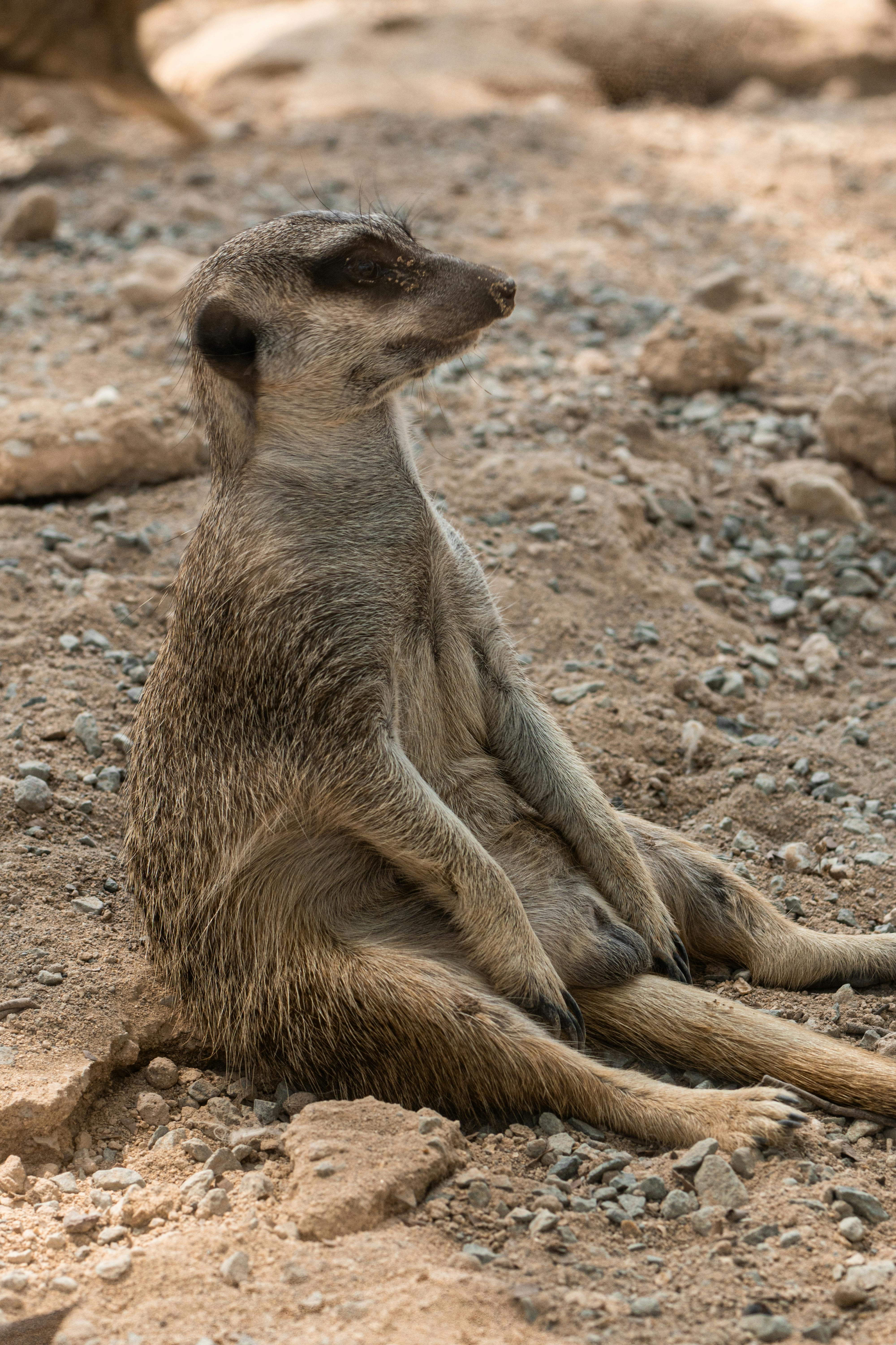 Бесплатные стоковые фото на тему background, desert, mammal, meerkat ...