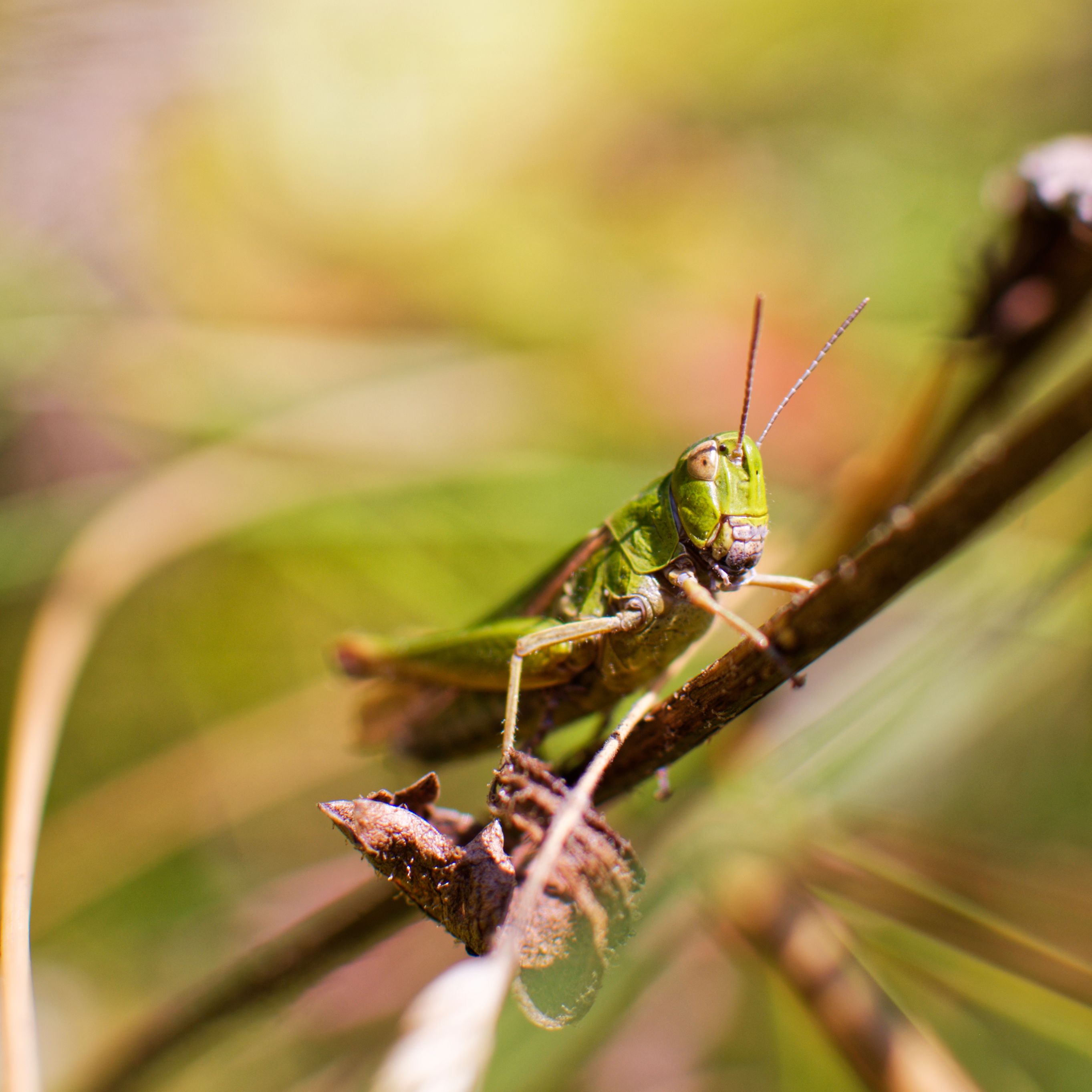 Jumping Grasshopper Photos, Download The BEST Free Jumping Grasshopper ...