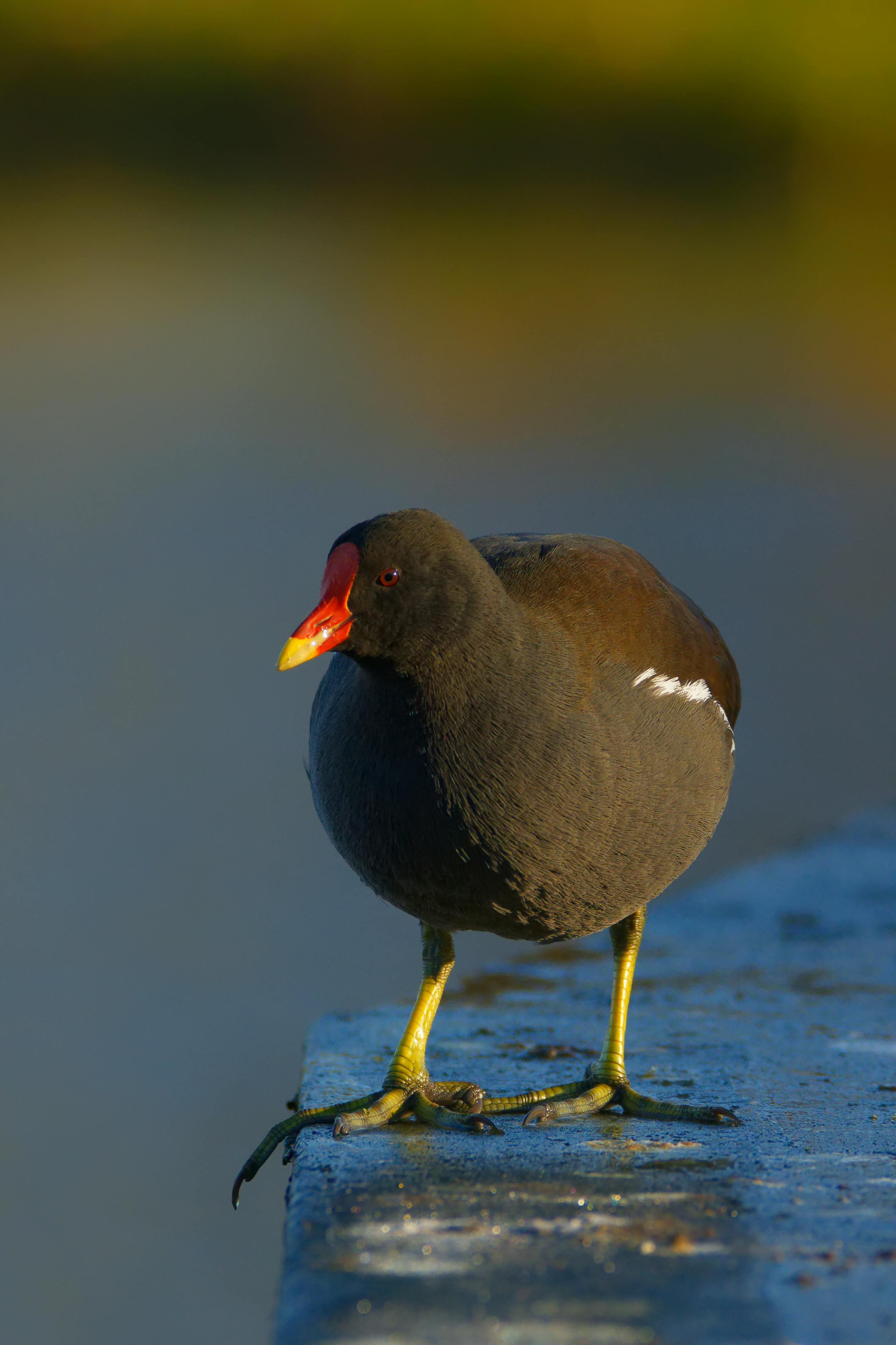 Common Moorhen Photos, Download The BEST Free Common Moorhen Stock ...