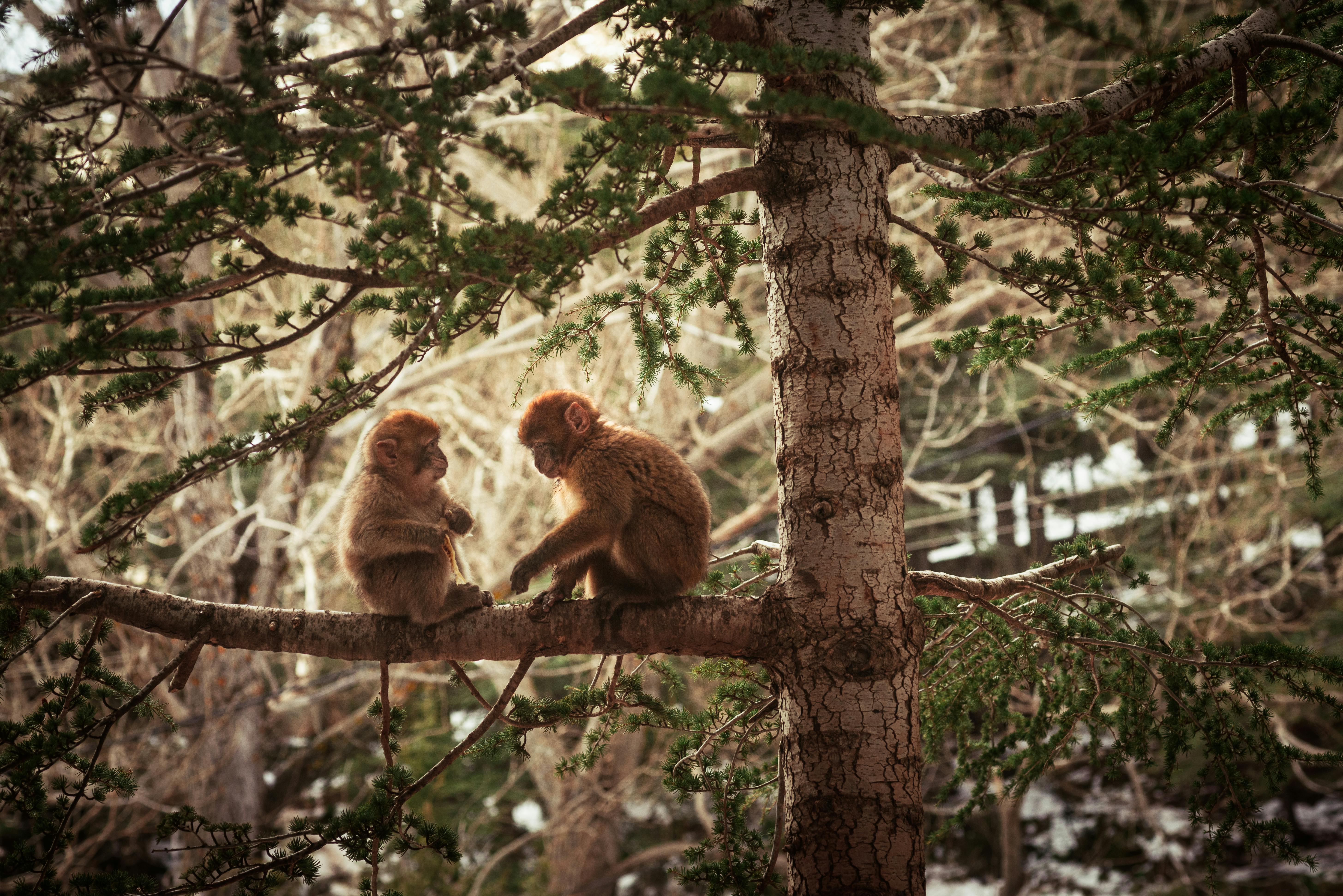 Two Small Monkeys Sitting on a Tree Branch · Free Stock Photo