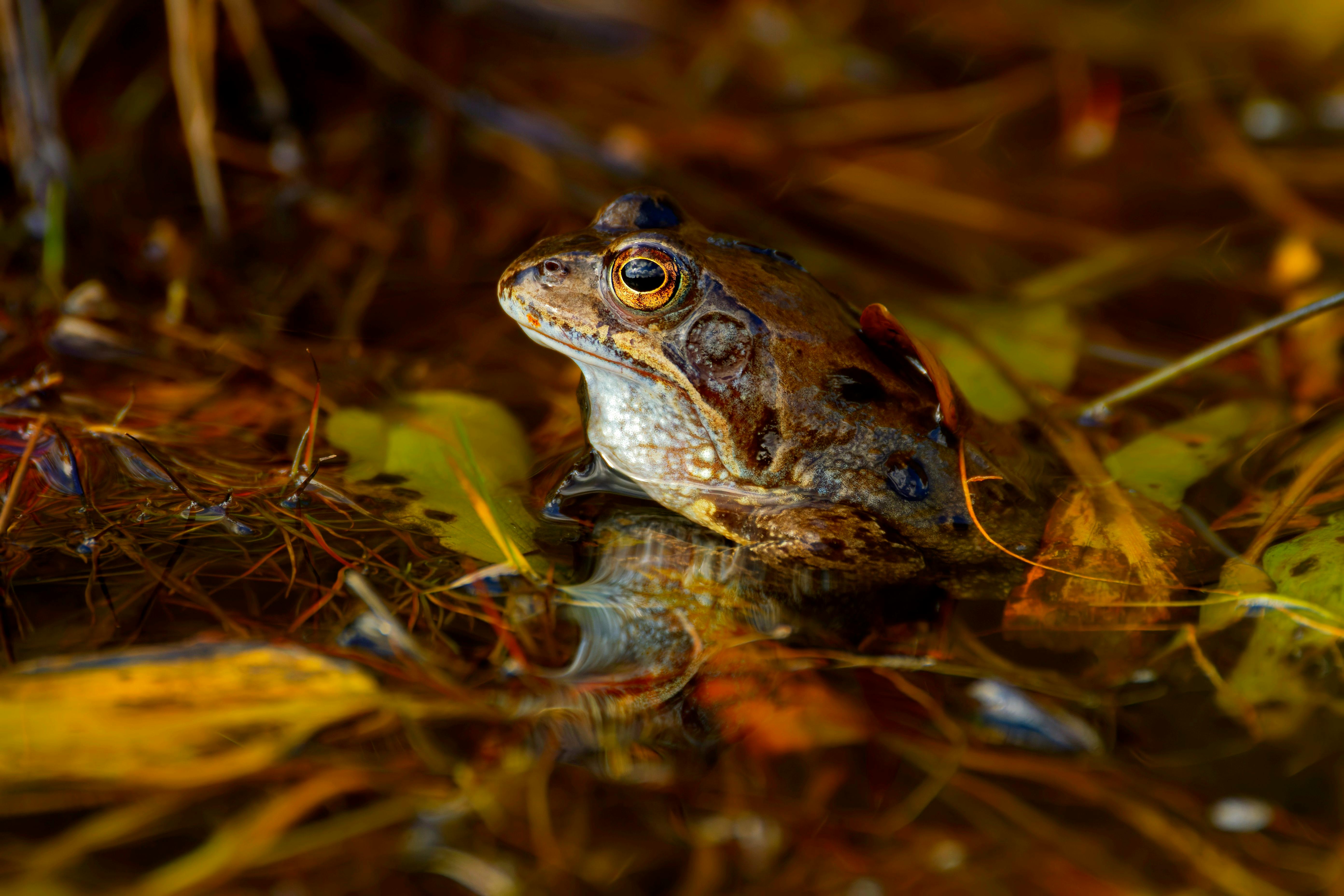 8k Wallpaper Frog Photos, Download The BEST Free 8k Wallpaper Frog ...