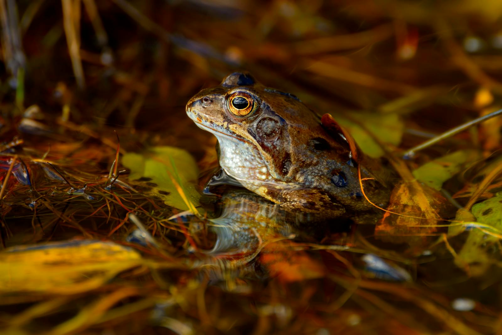 Frog Wallpaper Photos, Download The BEST Free Frog Wallpaper Stock ...