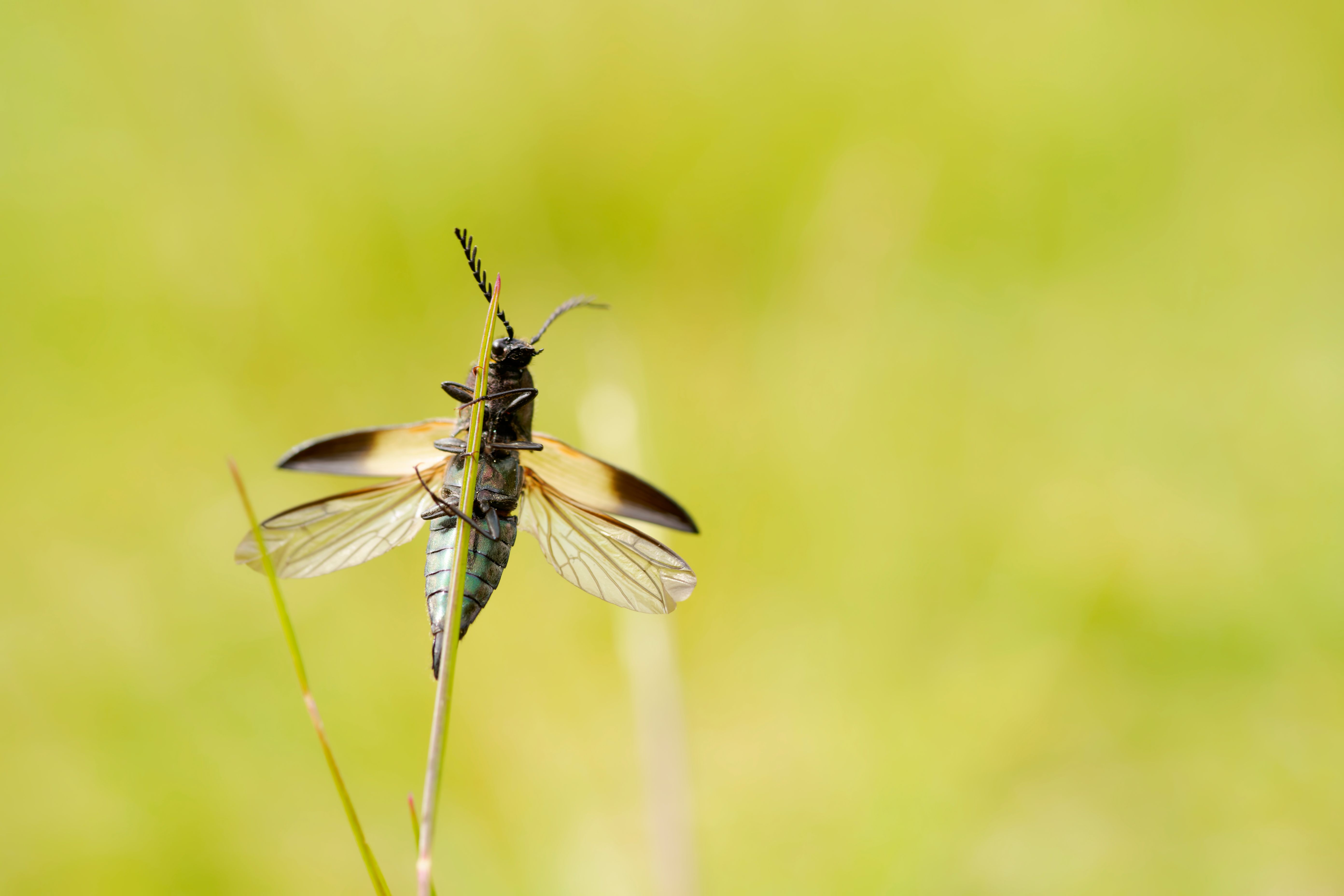 Close Up of Insect on Leaf · Free Stock Photo