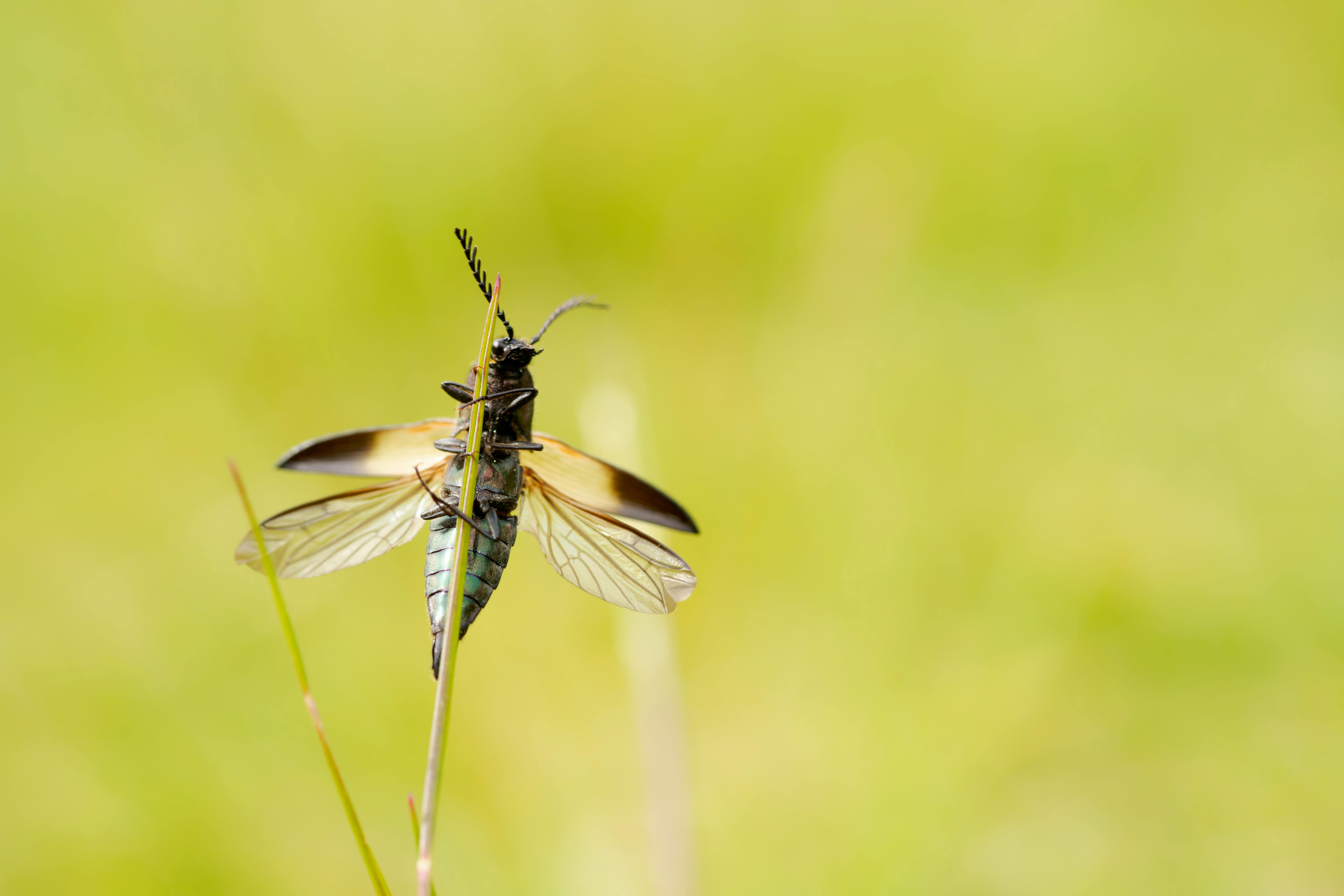 Insect on Twig · Free Stock Photo