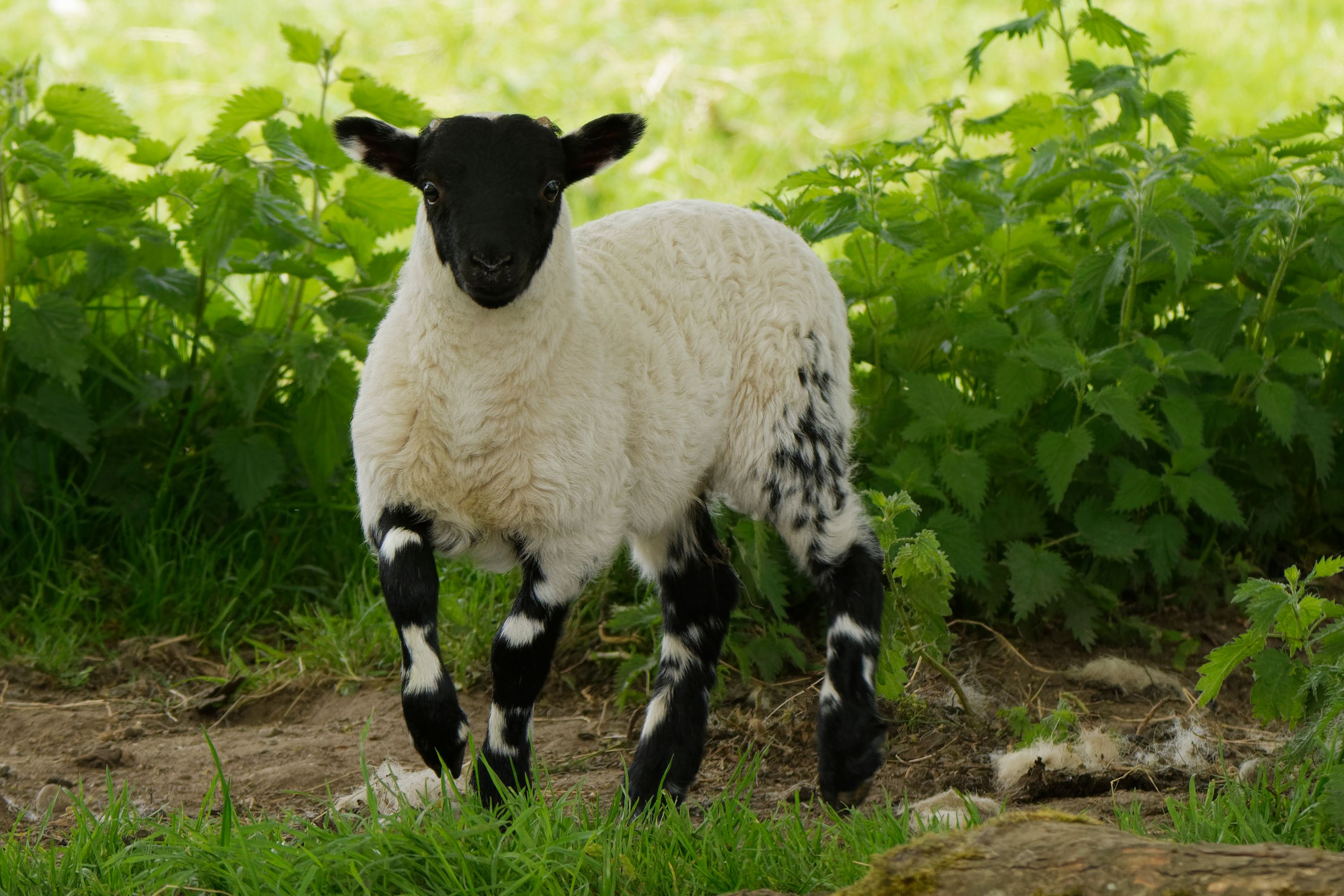 Close up of Lamb · Free Stock Photo