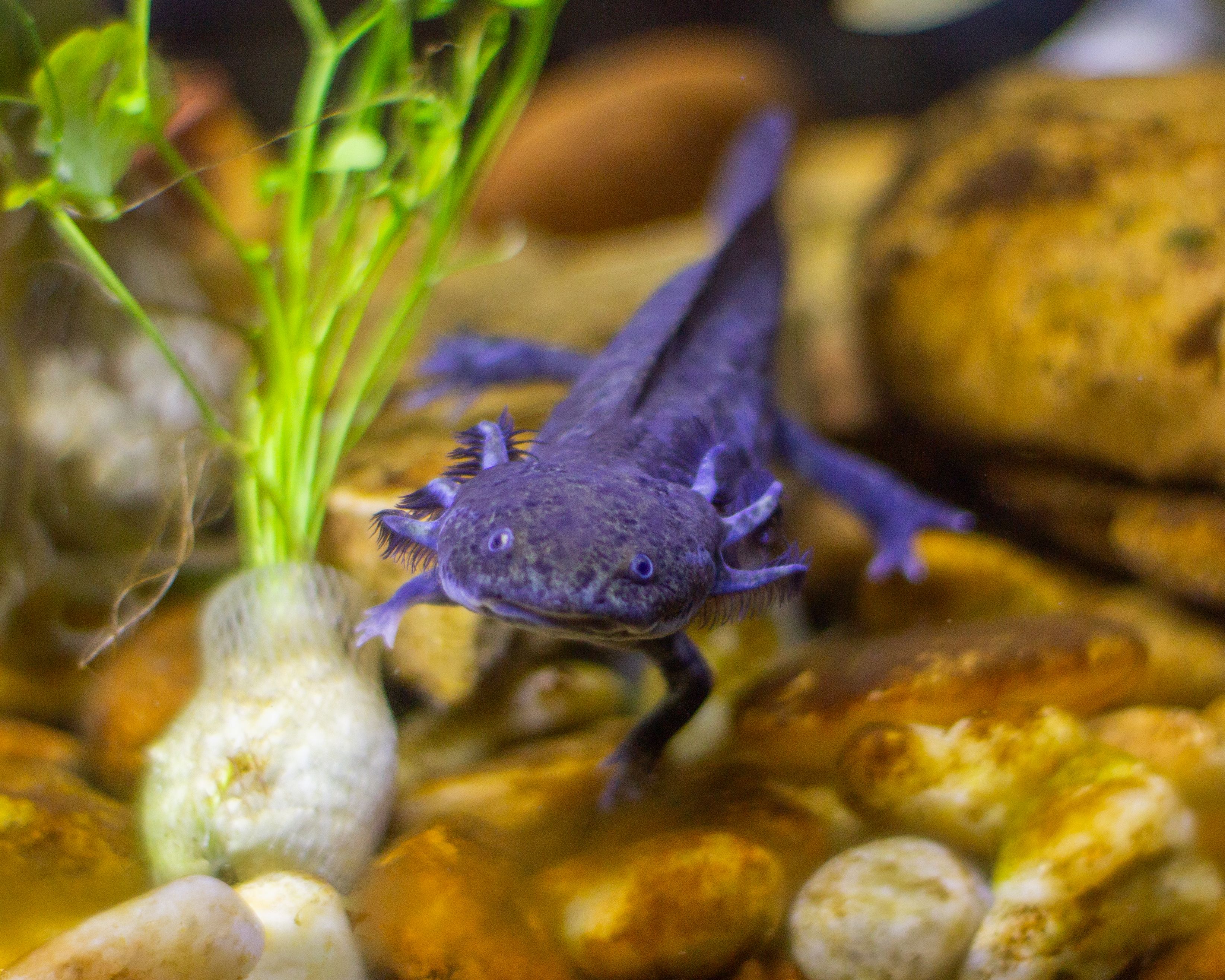 Purple Tropical Axolotl · Free Stock Photo
