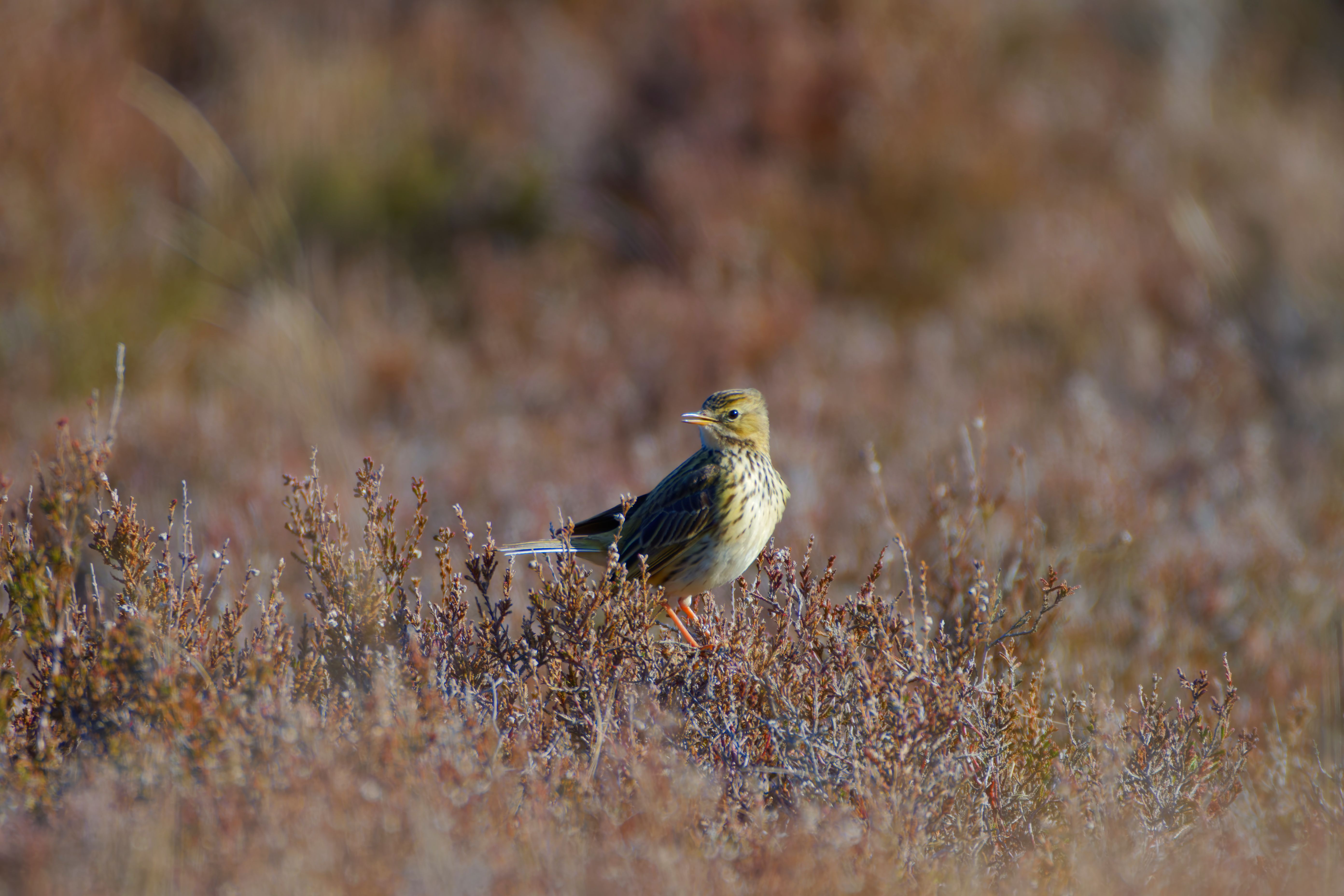 Piper Birds Photos, Download The BEST Free Piper Birds Stock Photos ...