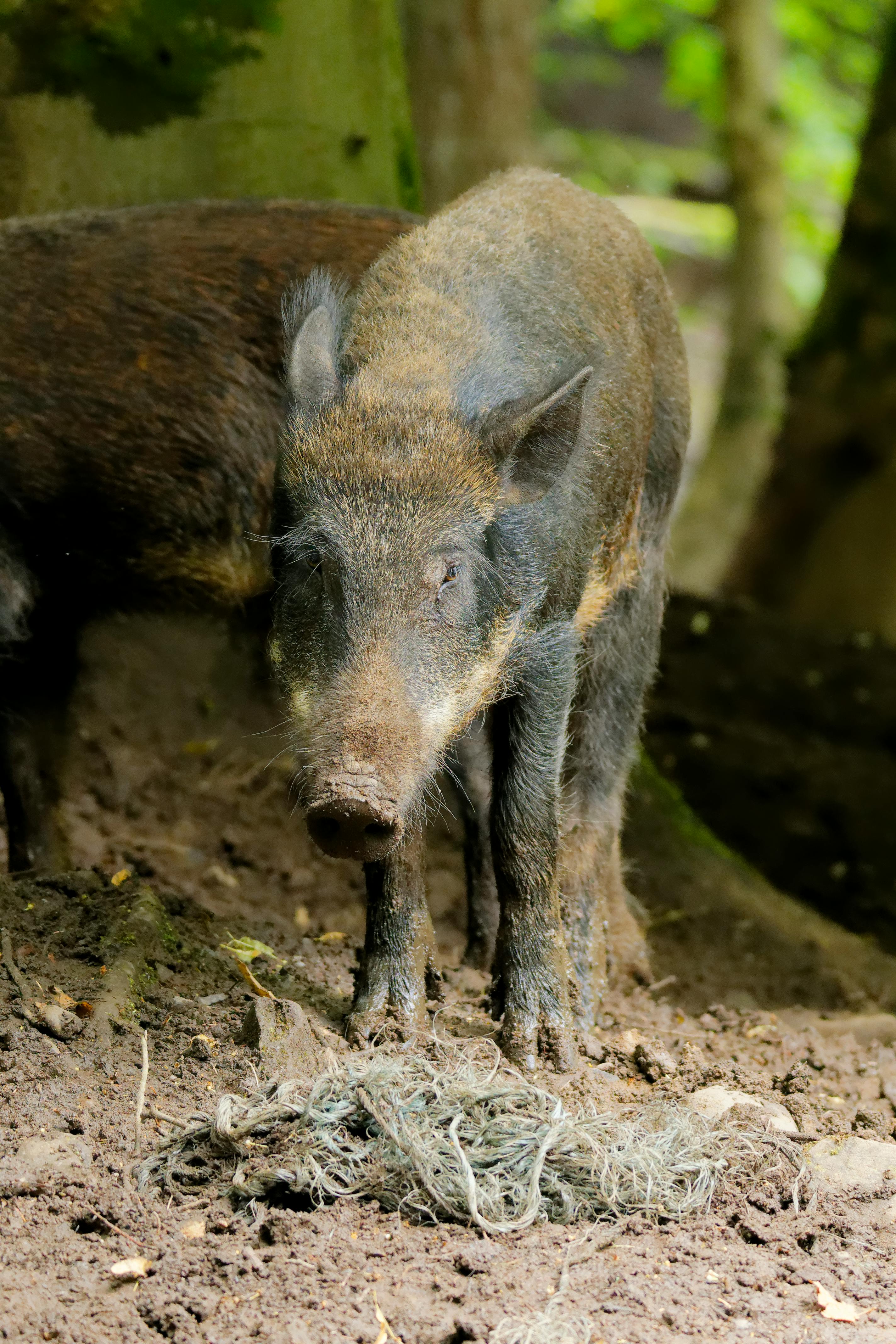 Wild Boars Standing on Ground · Free Stock Photo