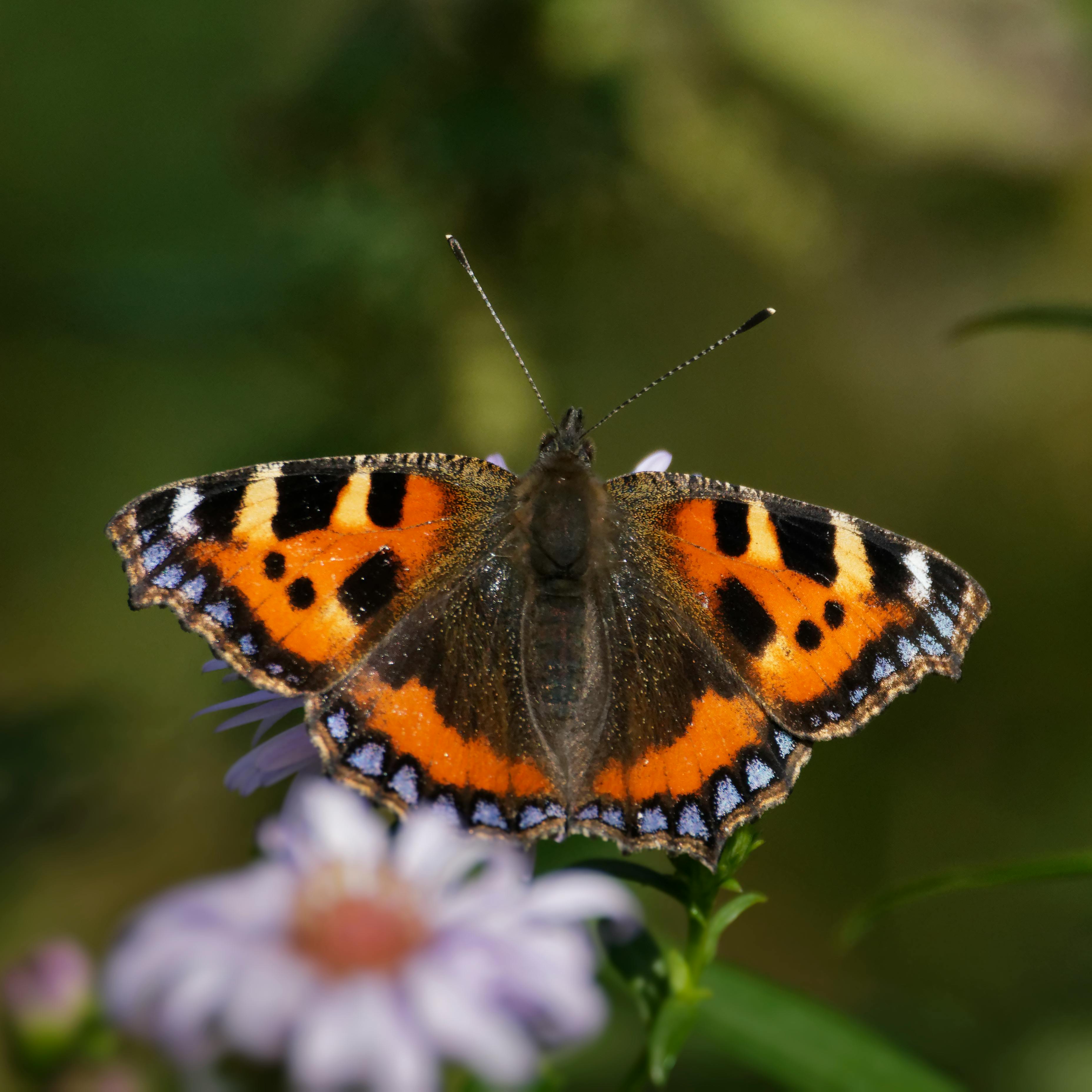 Small Tortoise shell Butterfly · Free Stock Photo
