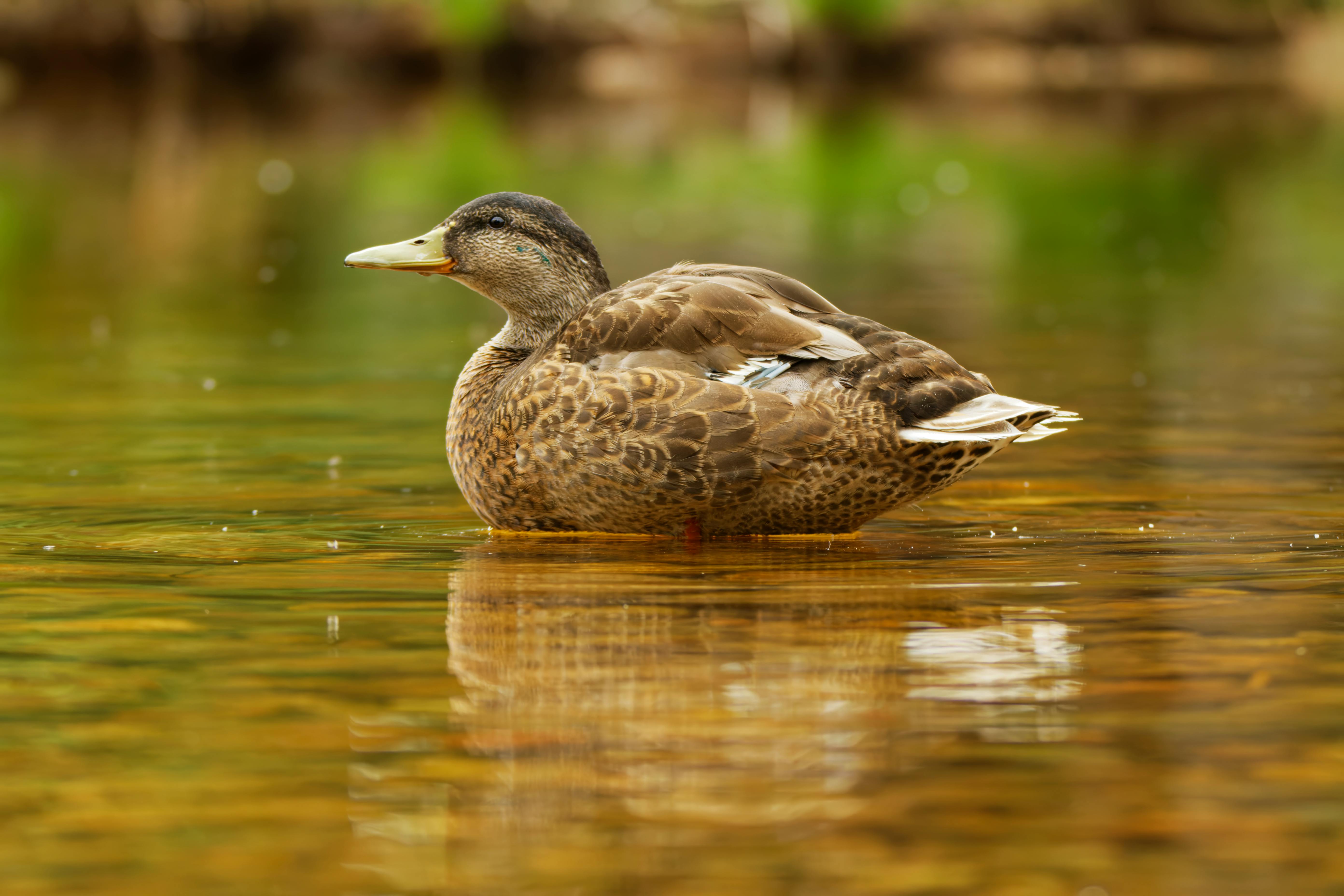 Duck Landing on Water · Free Stock Photo