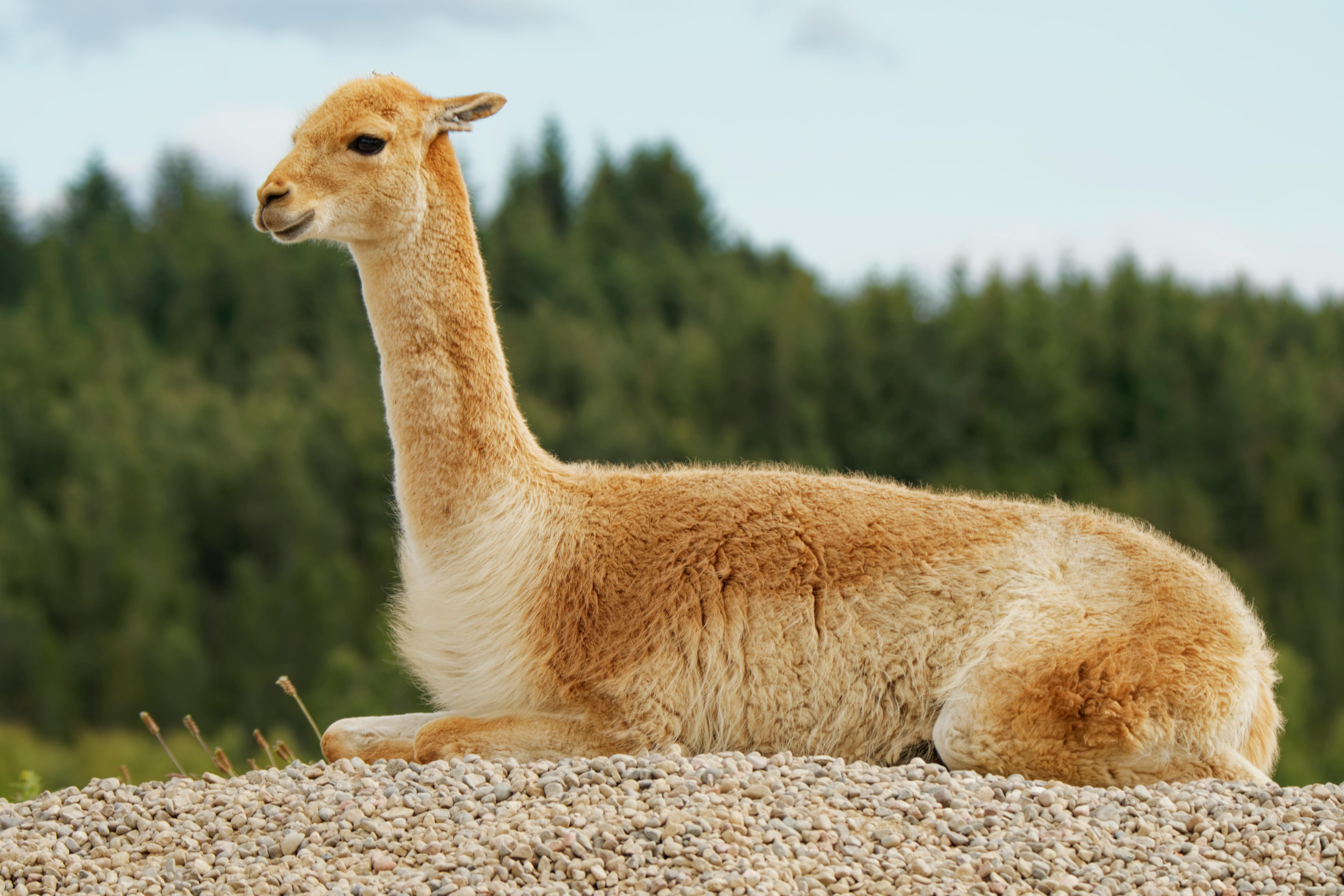 Ginger Lama Lying on Gravel · Free Stock Photo