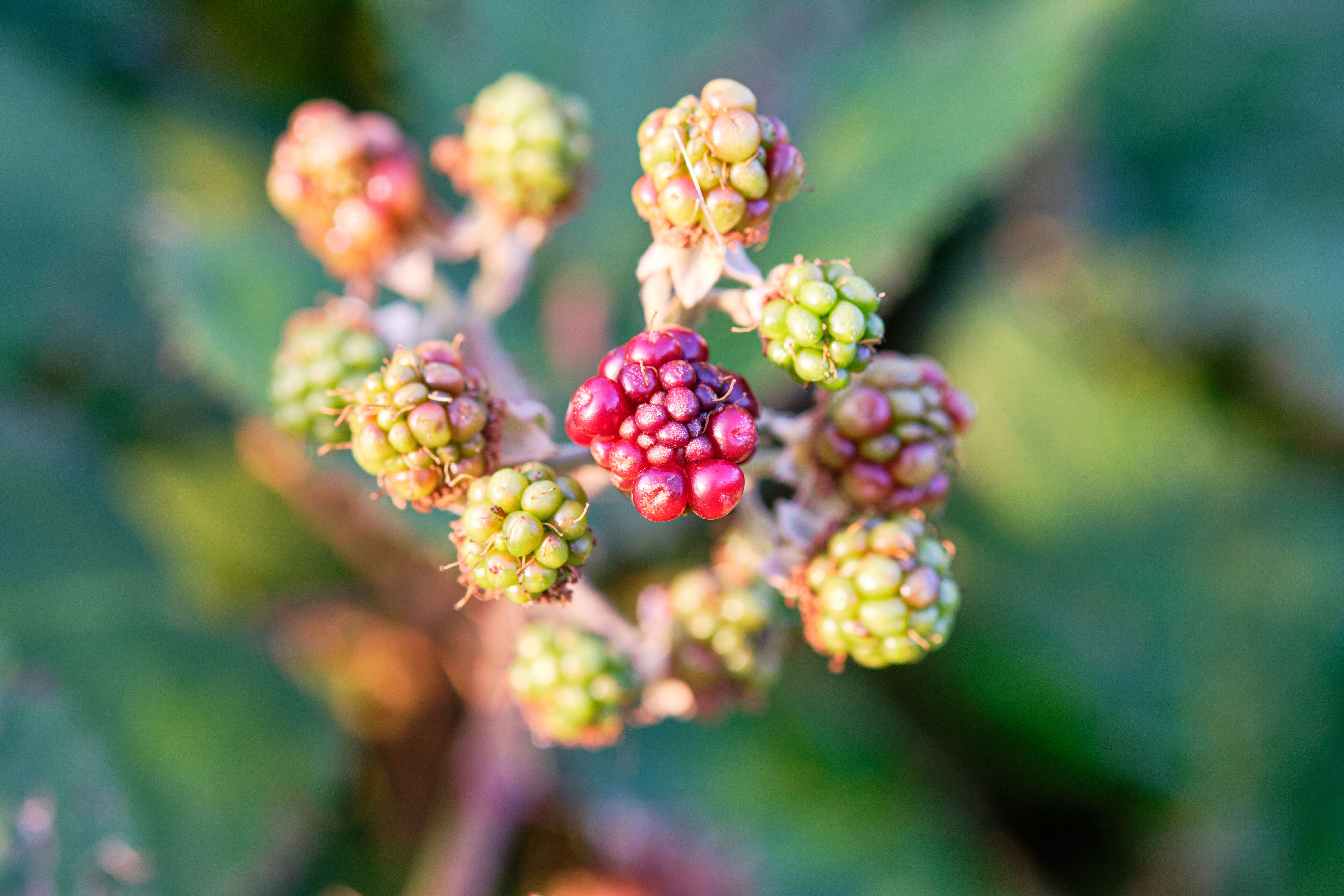 Close up of Berries and Leaves · Free Stock Photo
