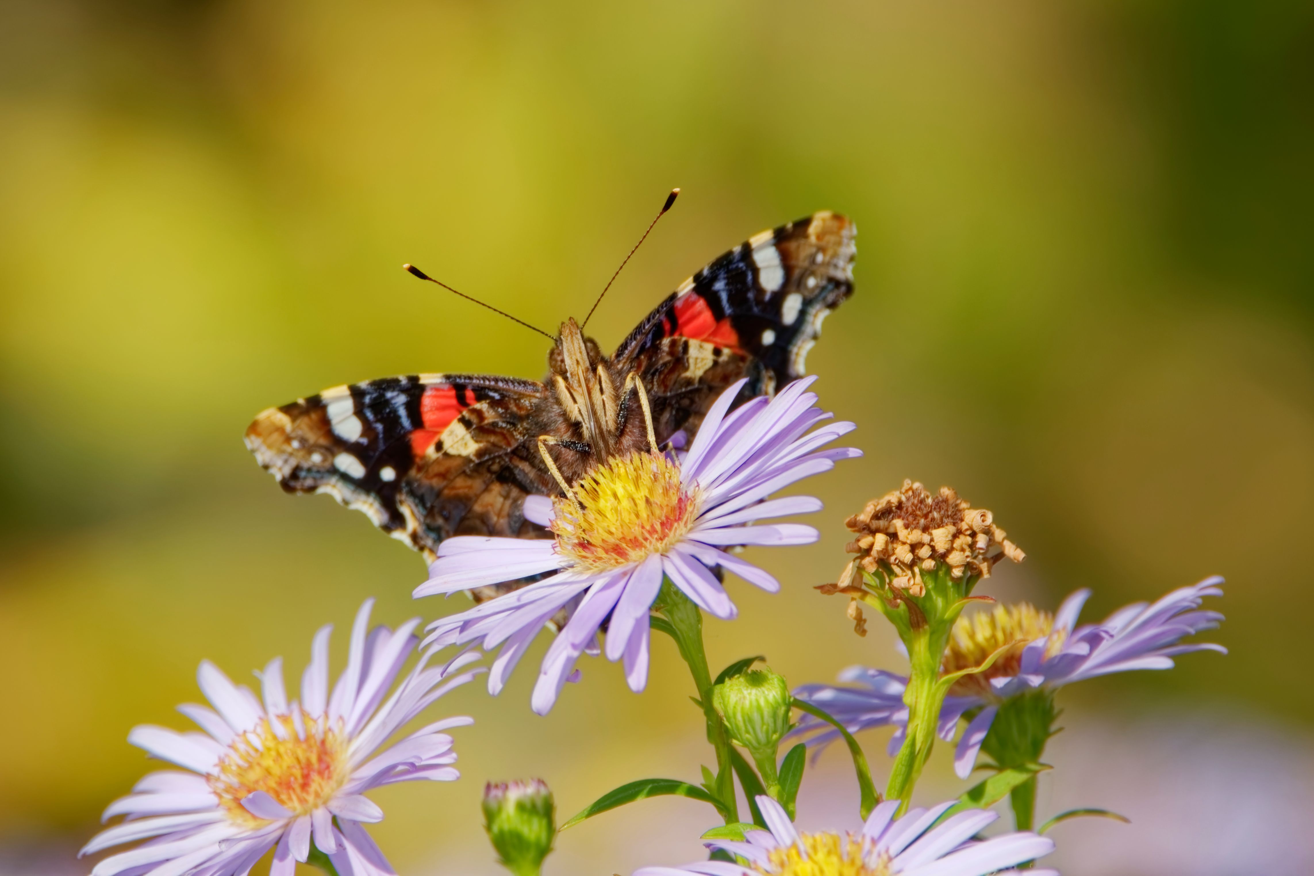 Butterfly Sisters Wallpaper Photos, Download The BEST Free Butterfly ...