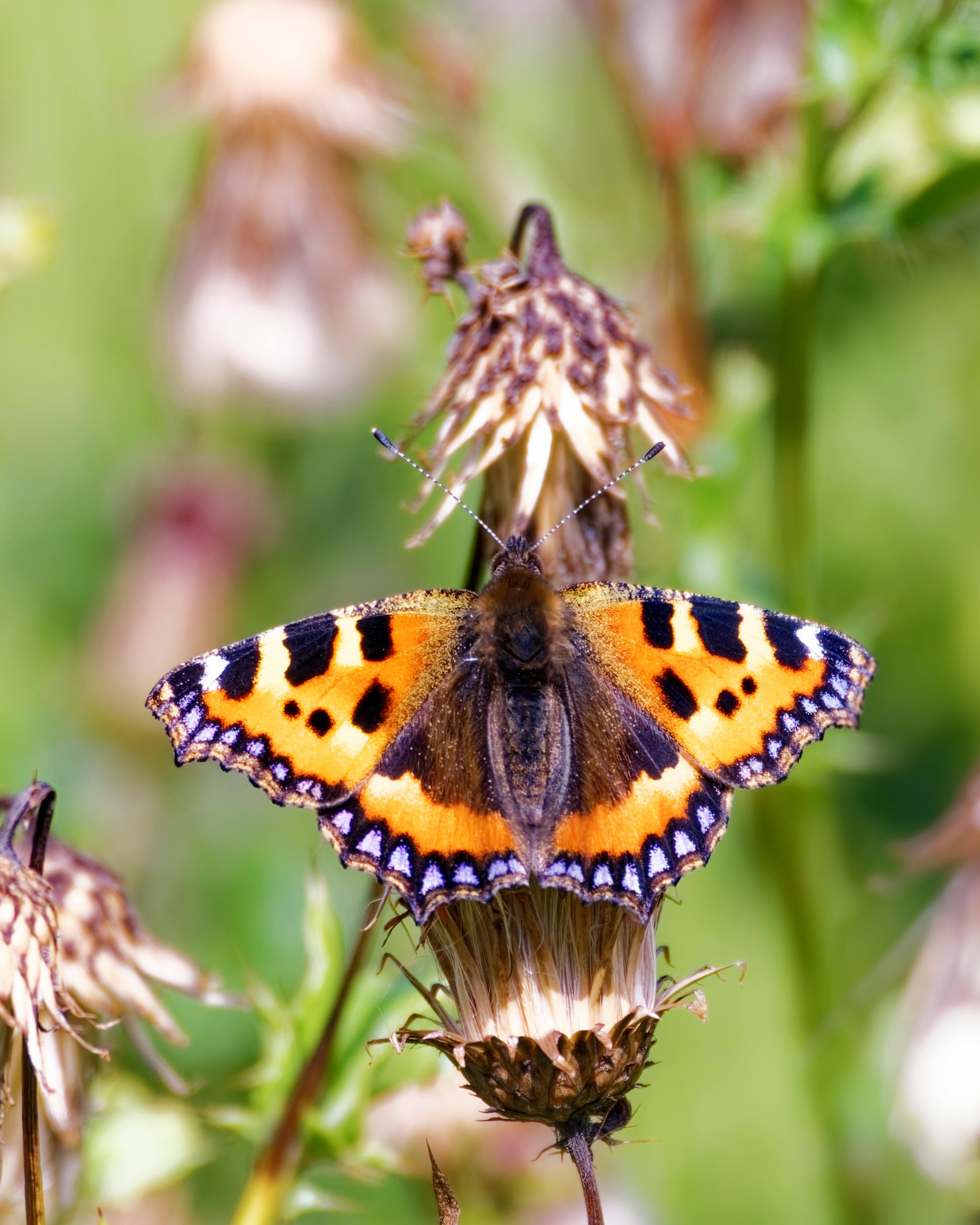 Small tortoiseshell Butterfly · Free Stock Photo
