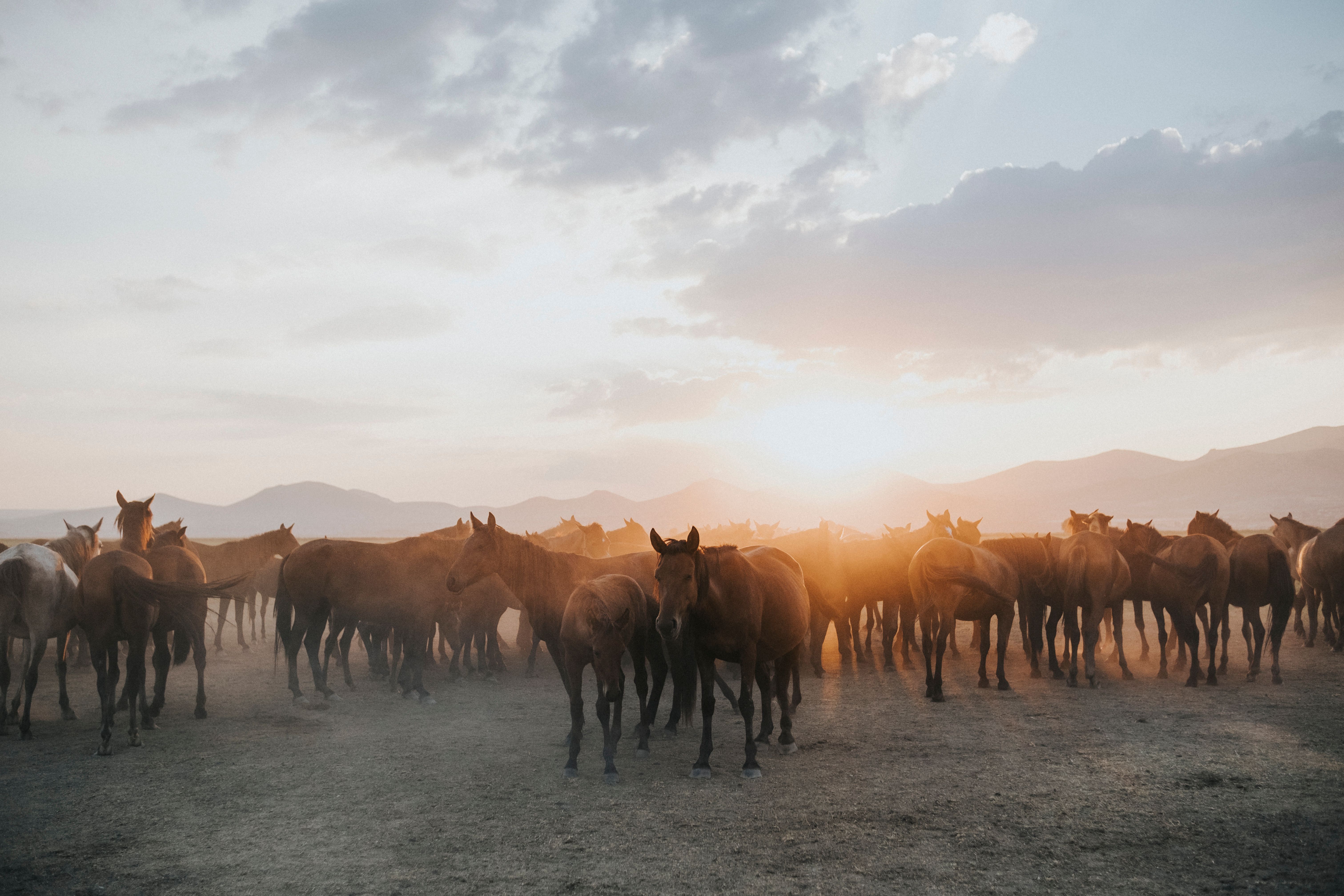Desktop Wallpaper 7 Horses Photos, Download The BEST Free Desktop ...