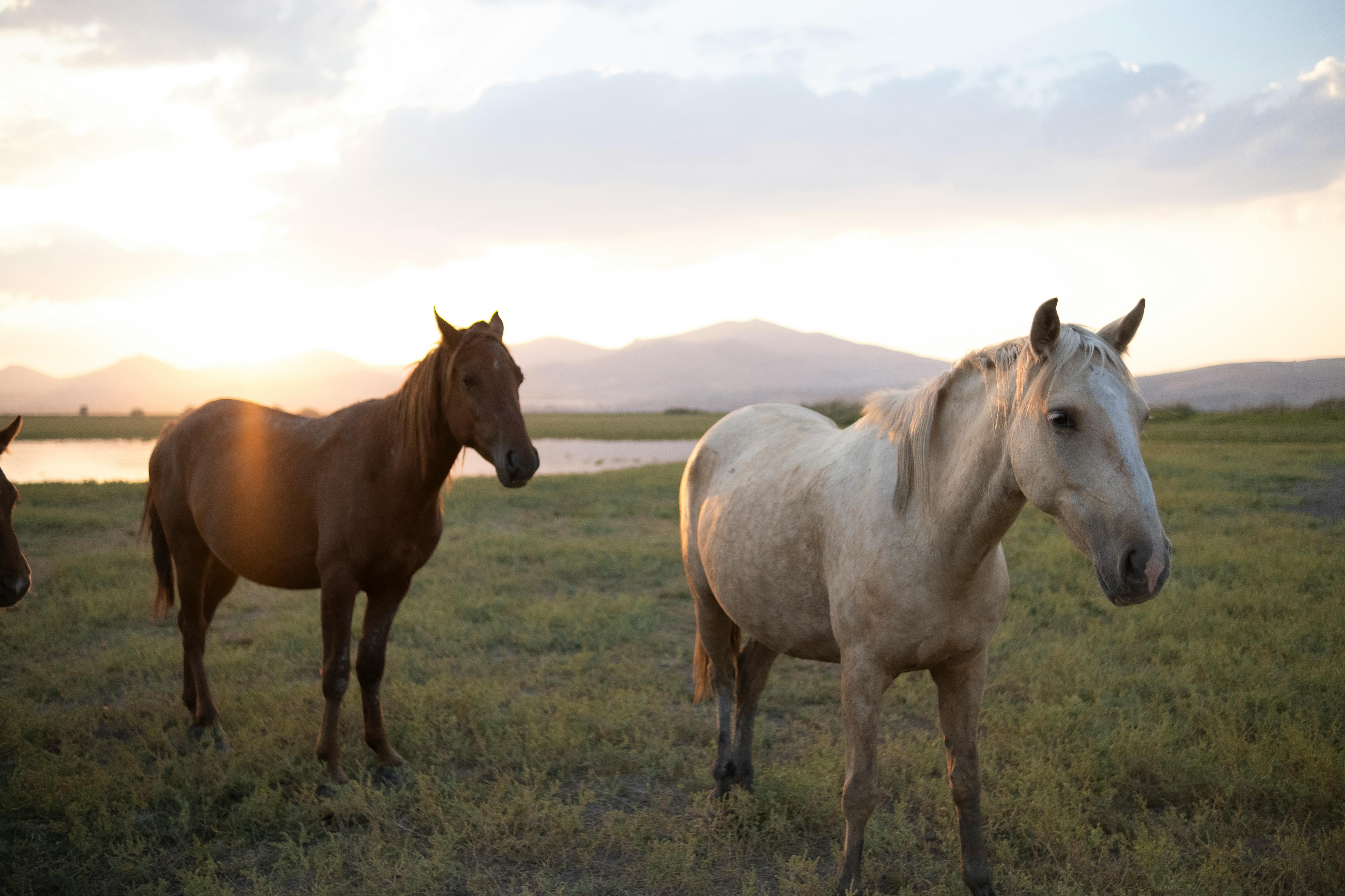 Horses on Pasture at Sunset · Free Stock Photo