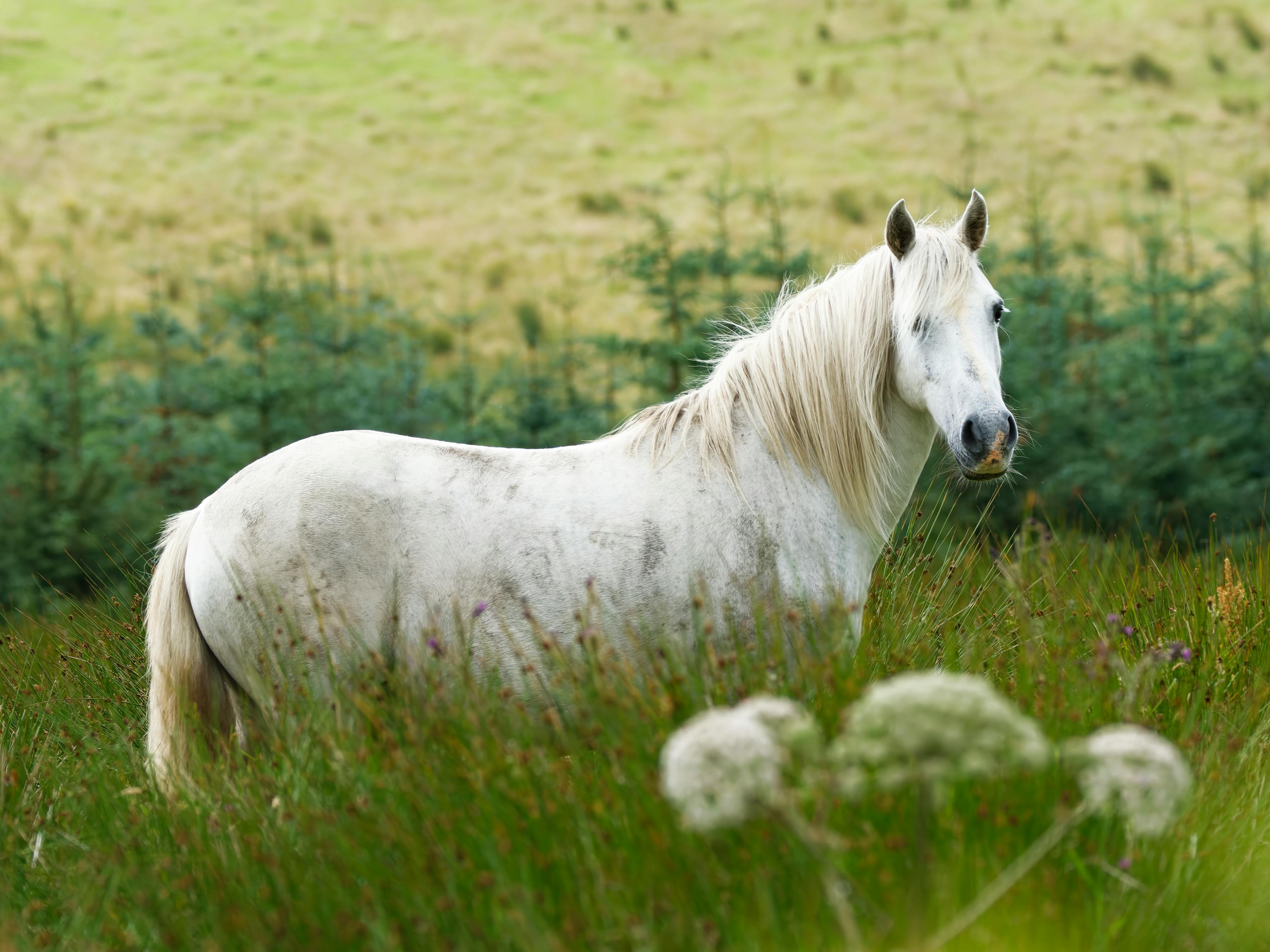 Horses Running Through Grass Field · Free Stock Photo
