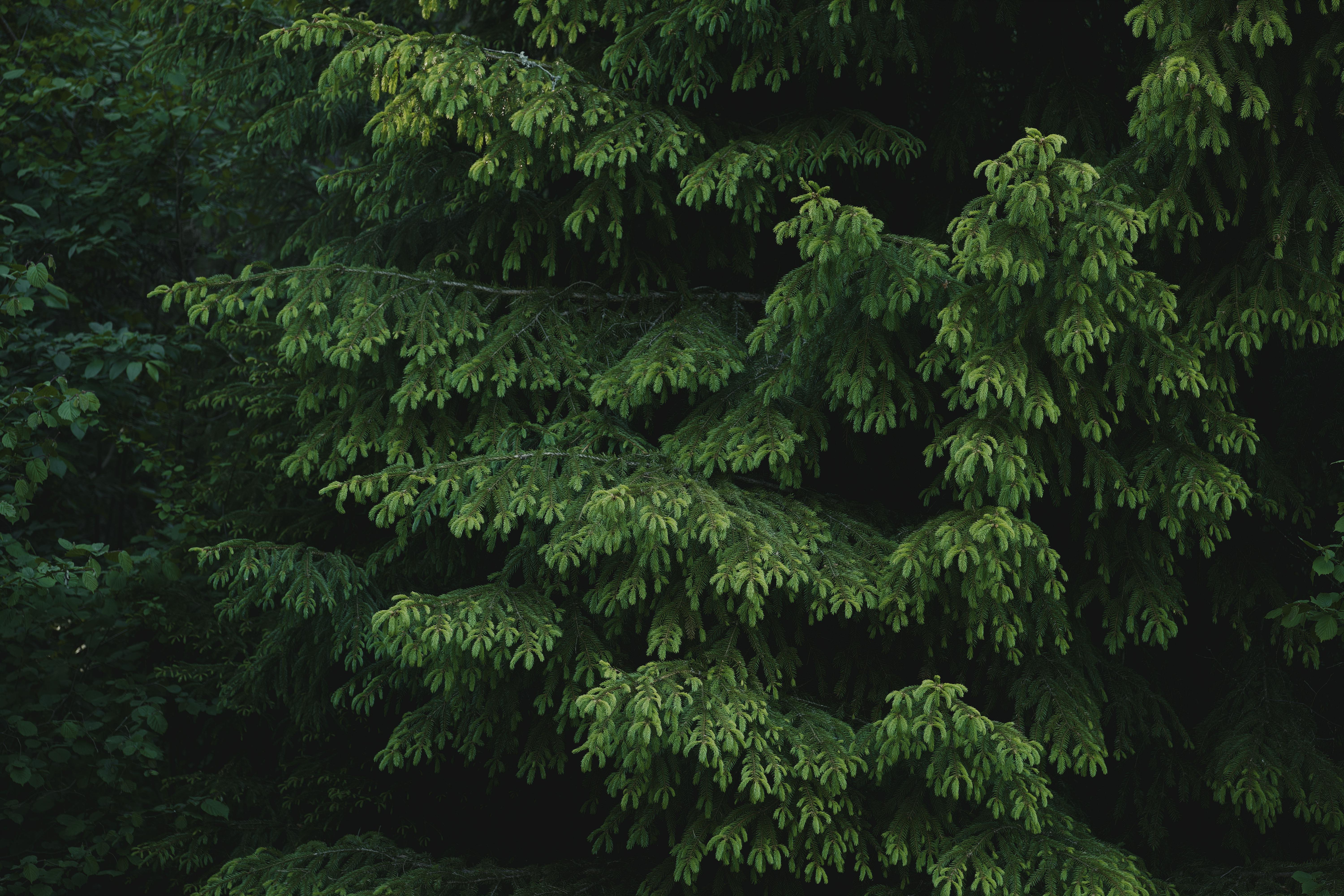 Evergreen Trees in Forest · Free Stock Photo