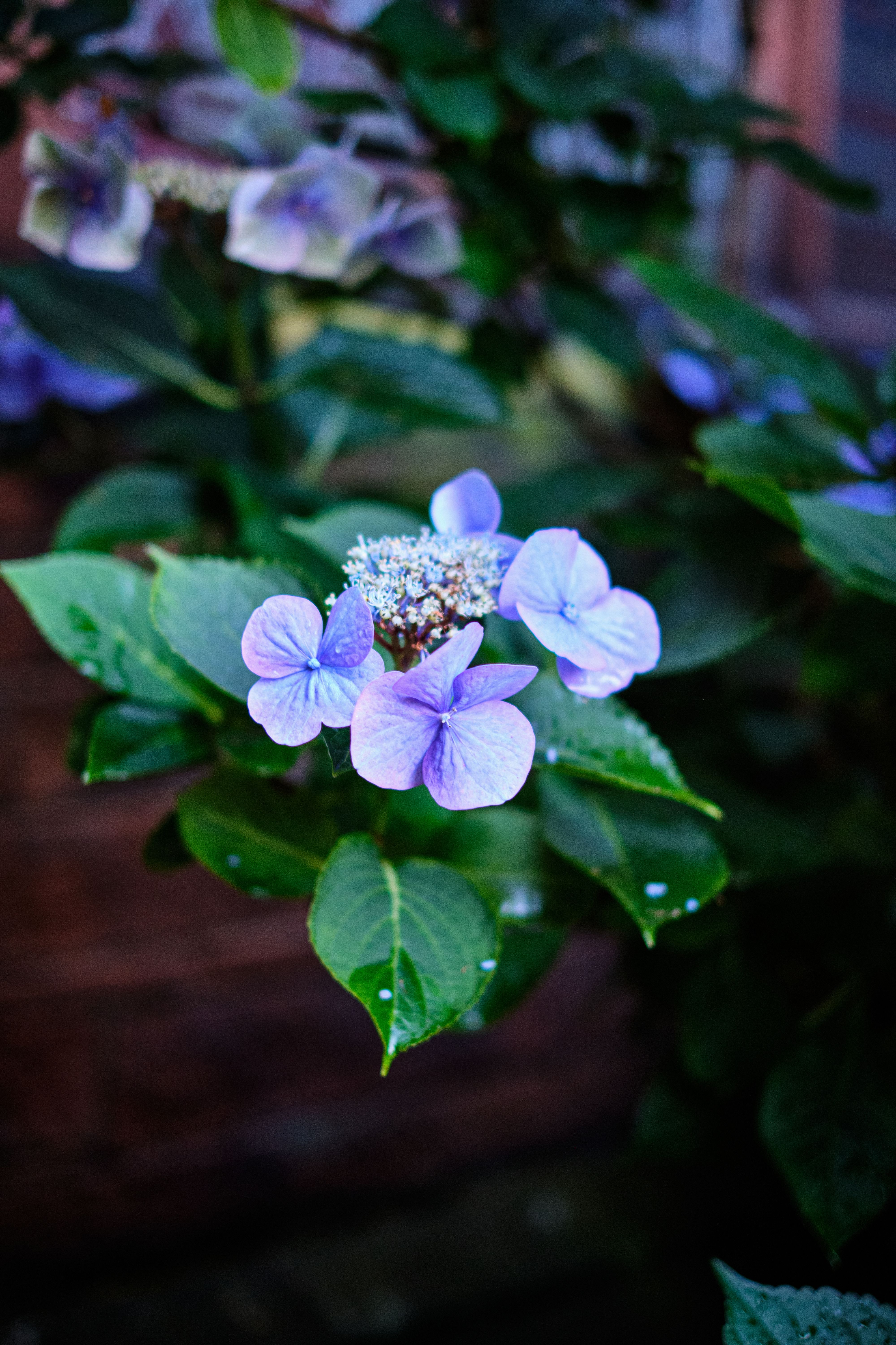 Close-Up Shot of Pink Hydrangea Flowers in Bloom · Free Stock Photo
