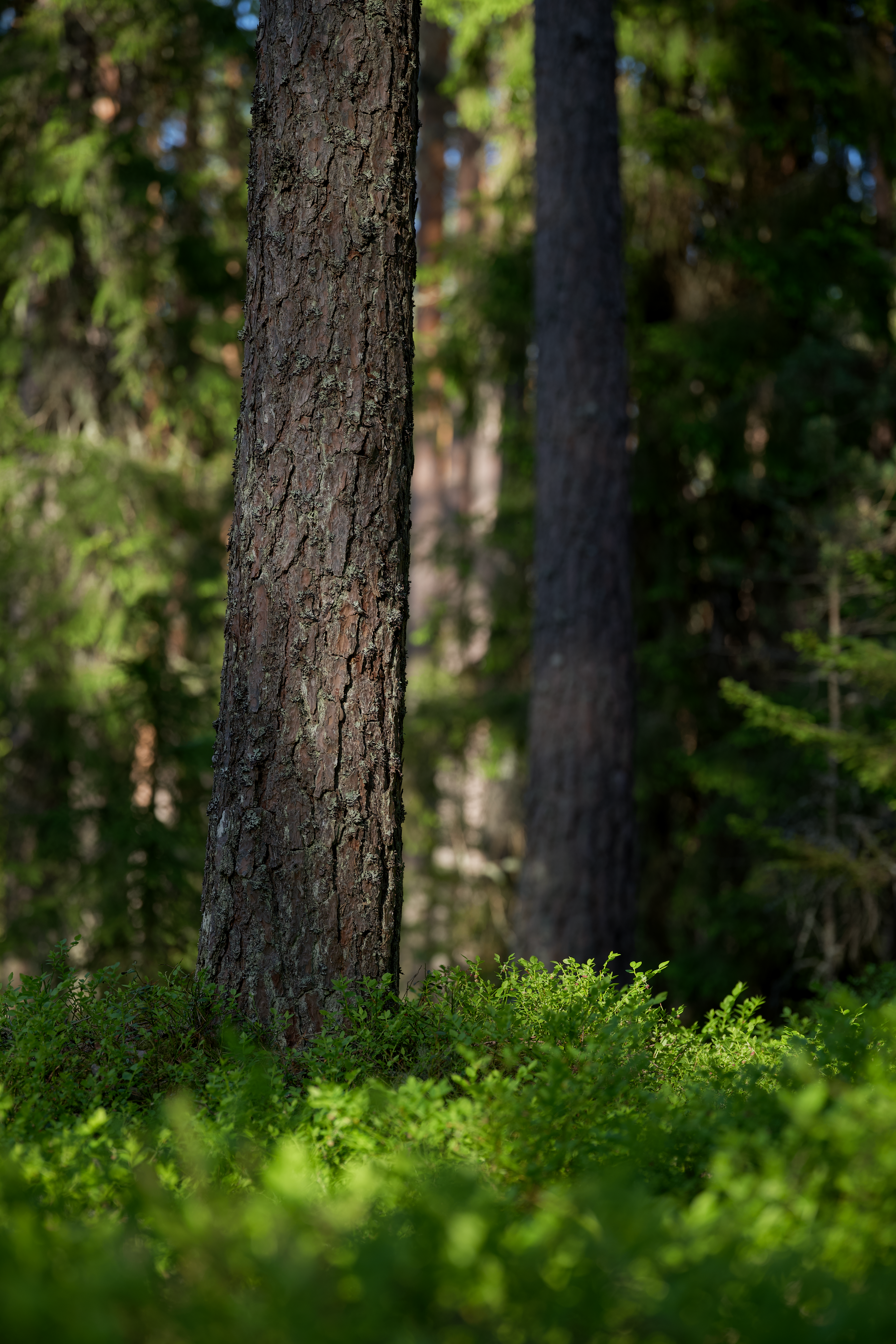 A tall pine tree in the forest with green grass · Free Stock Photo