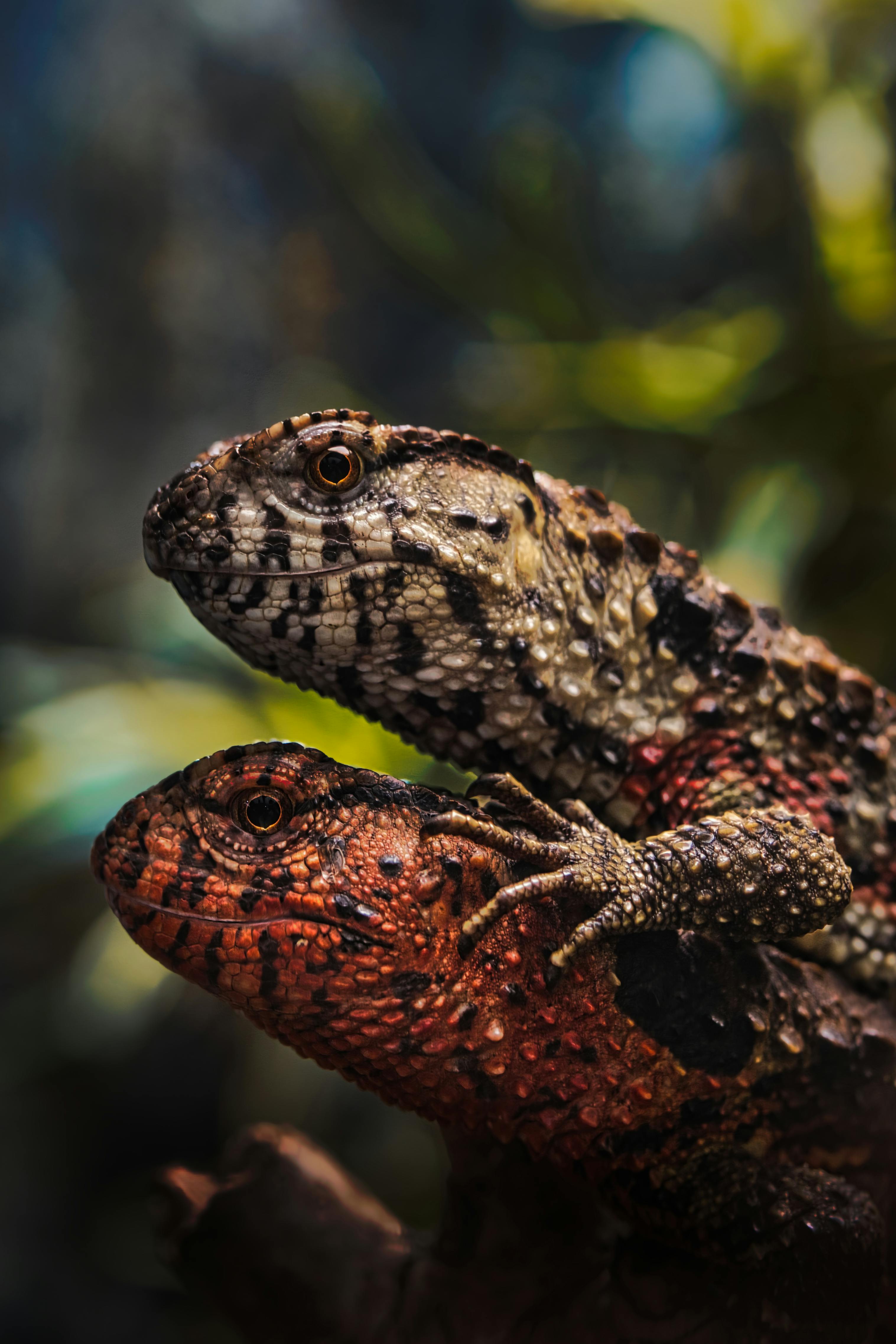Close-up on Chinese Crocodile Lizards Stacked on top of each other ...