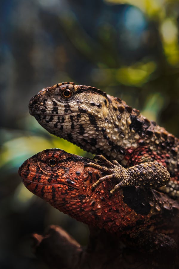 Lizards Photos, Download The BEST Free Lizards Stock Photos & HD Images