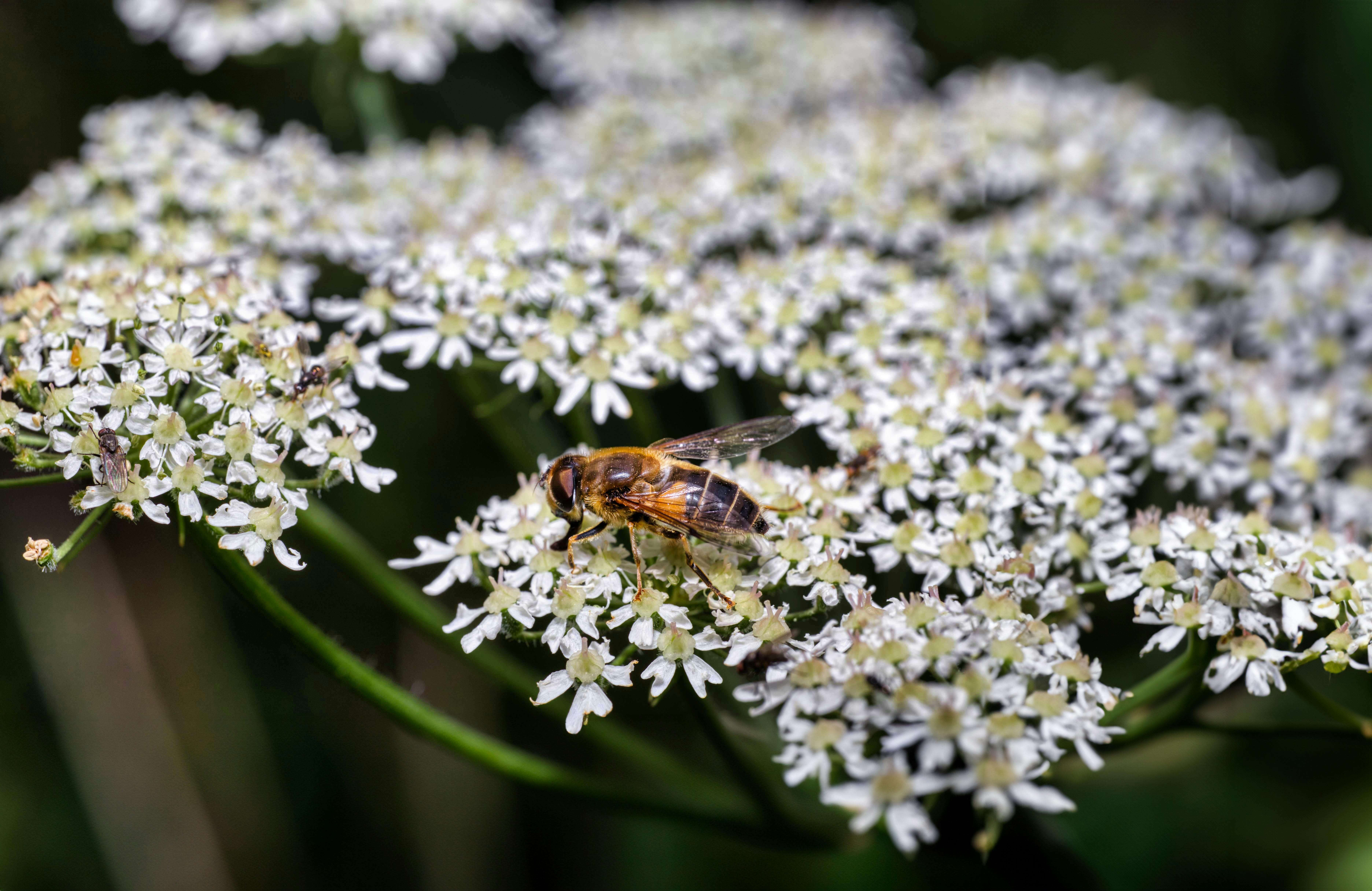 German Bee Photos, Download The BEST Free German Bee Stock Photos & HD ...