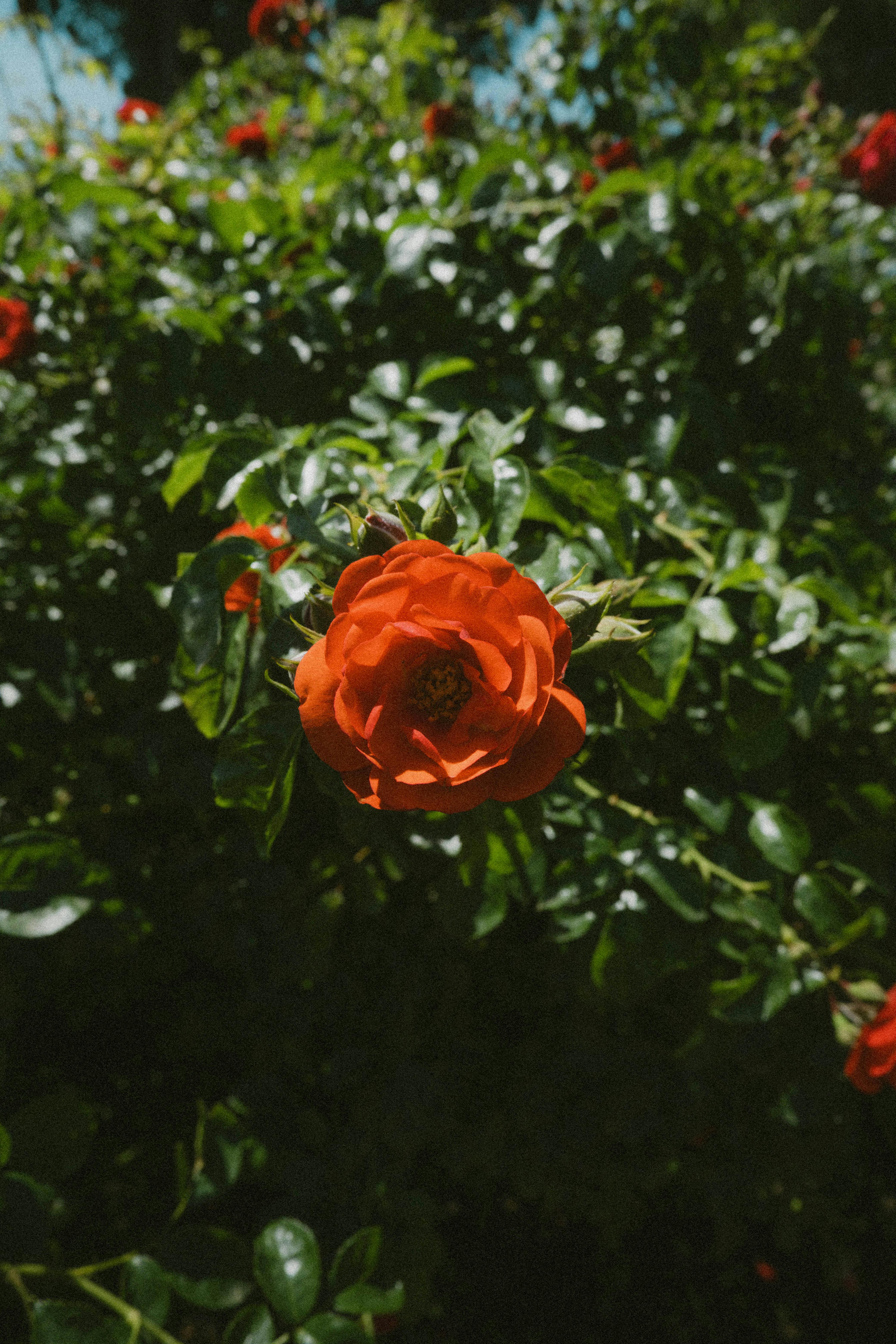 Close-Up Shot of a Red Rose in Bloom · Free Stock Photo