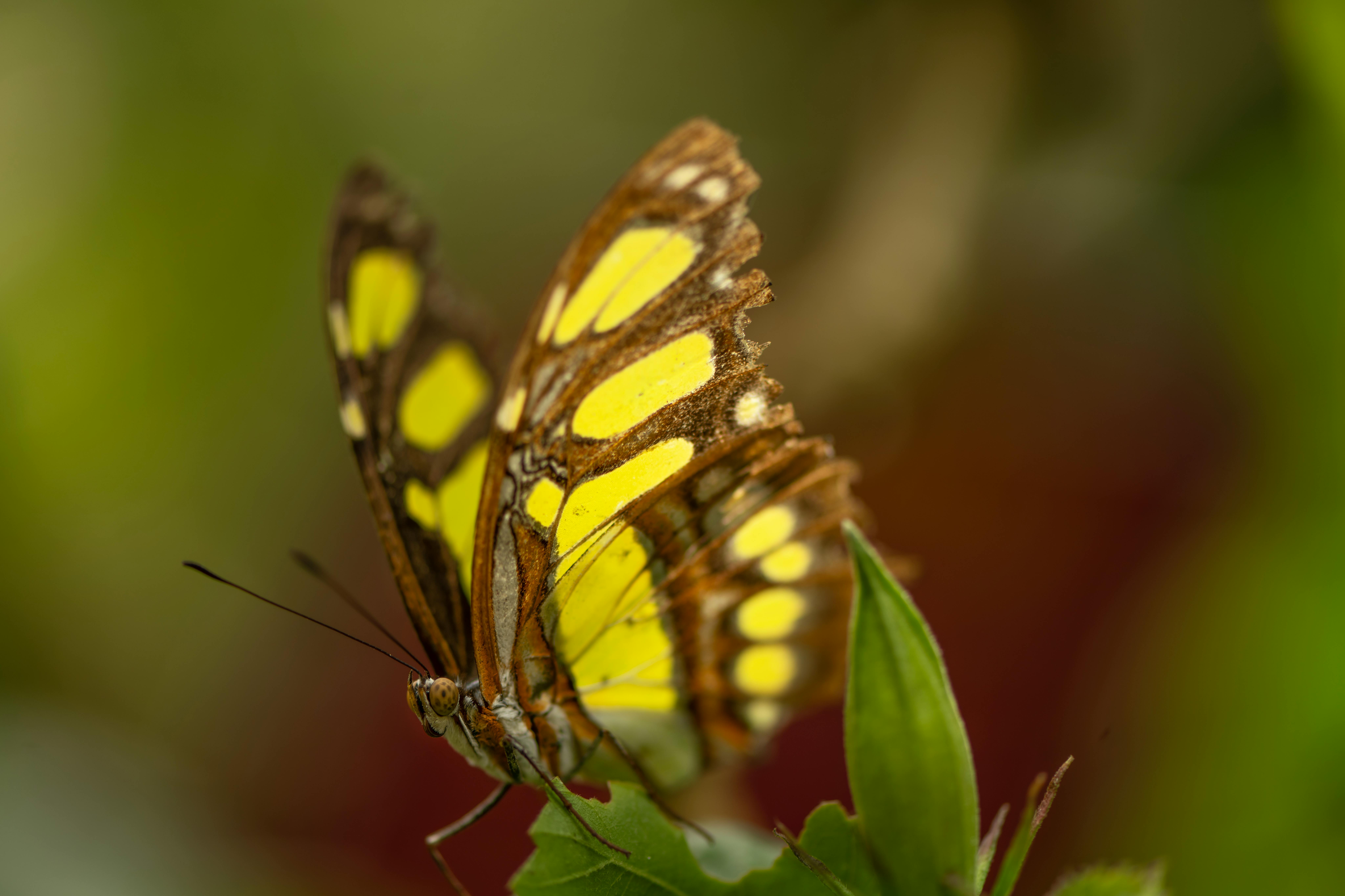 Blue Glassy Tiger Butterfly on a Floor · Free Stock Photo