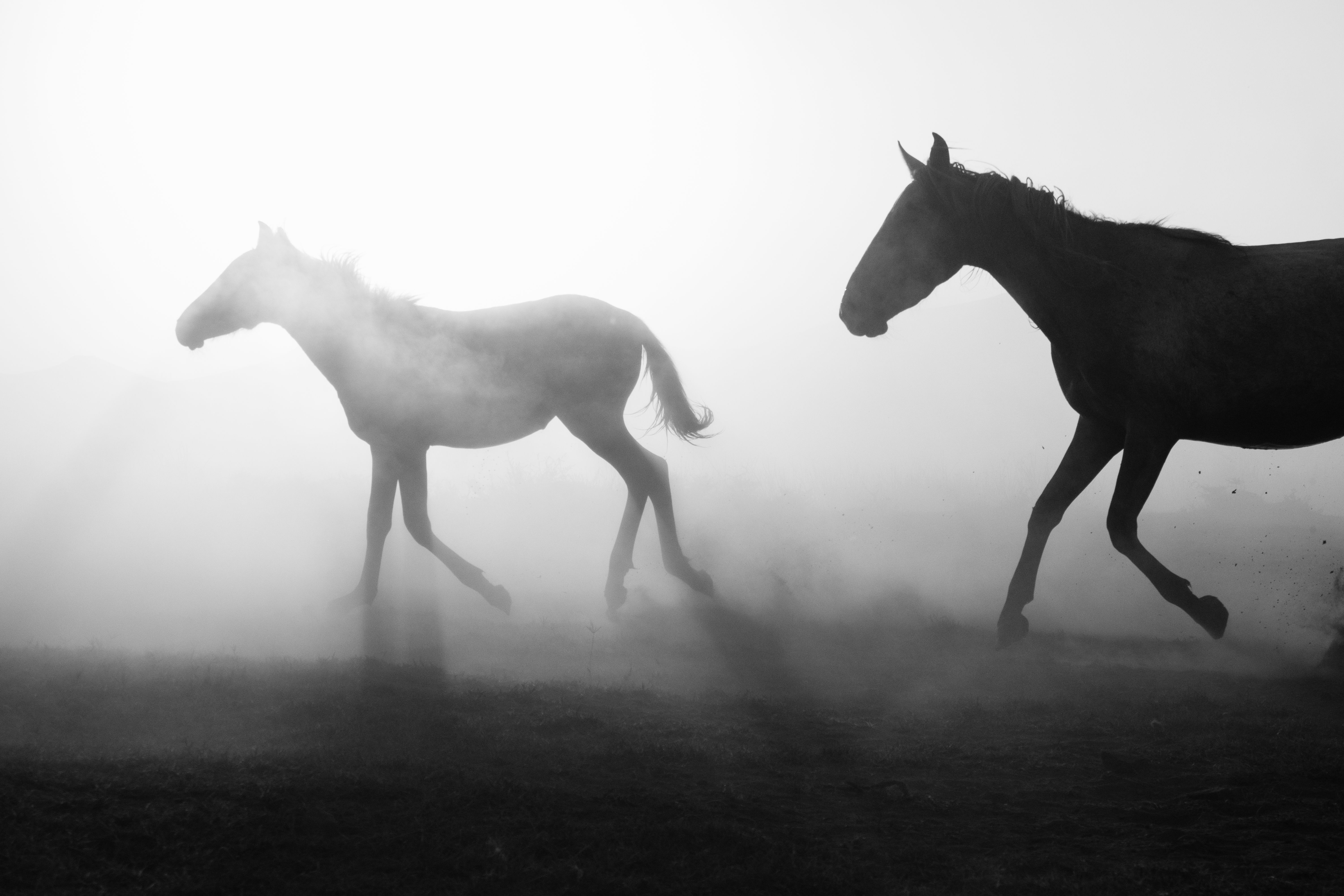 Horses Running in a Shadow · Free Stock Photo