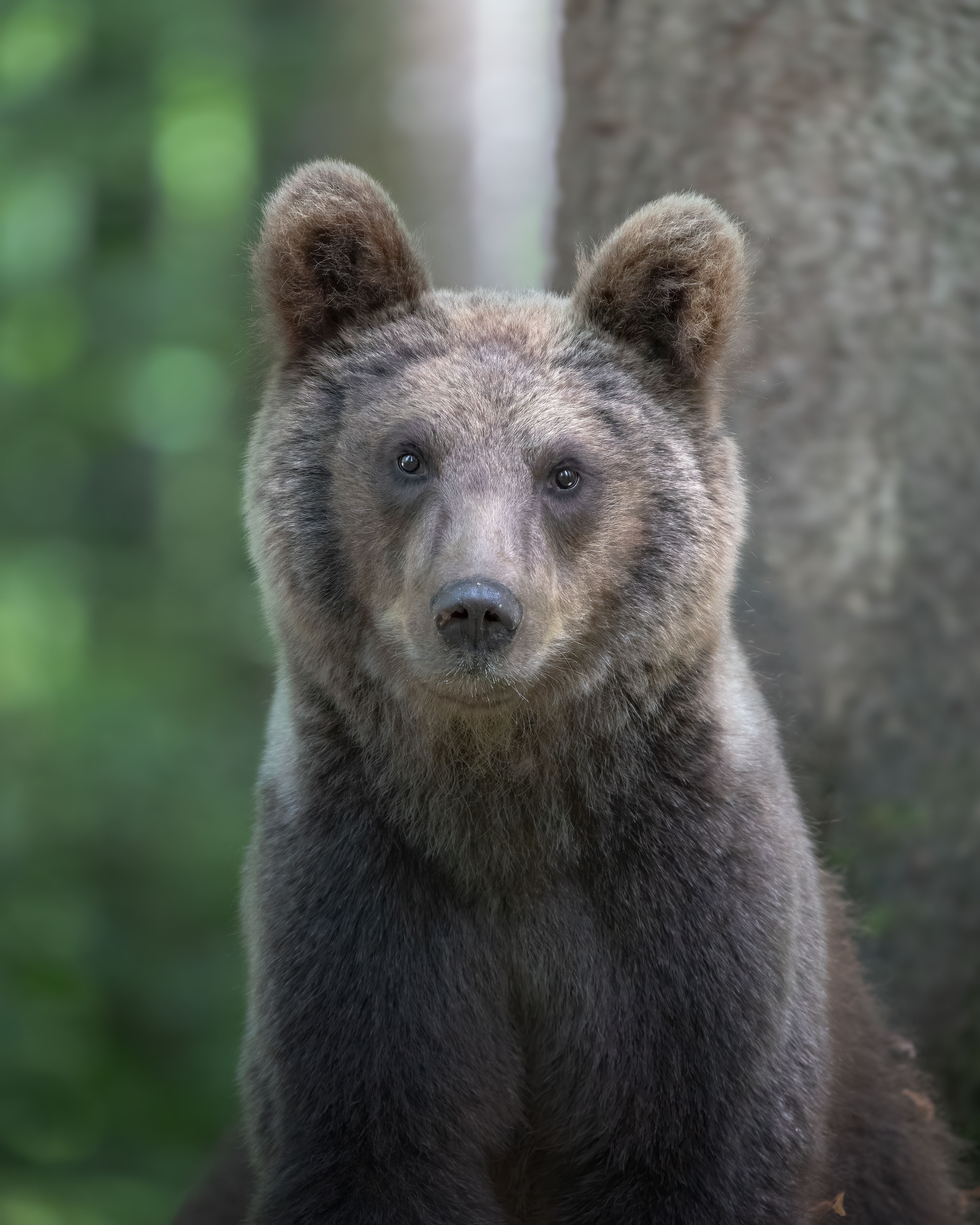 Portrait of Bear · Free Stock Photo