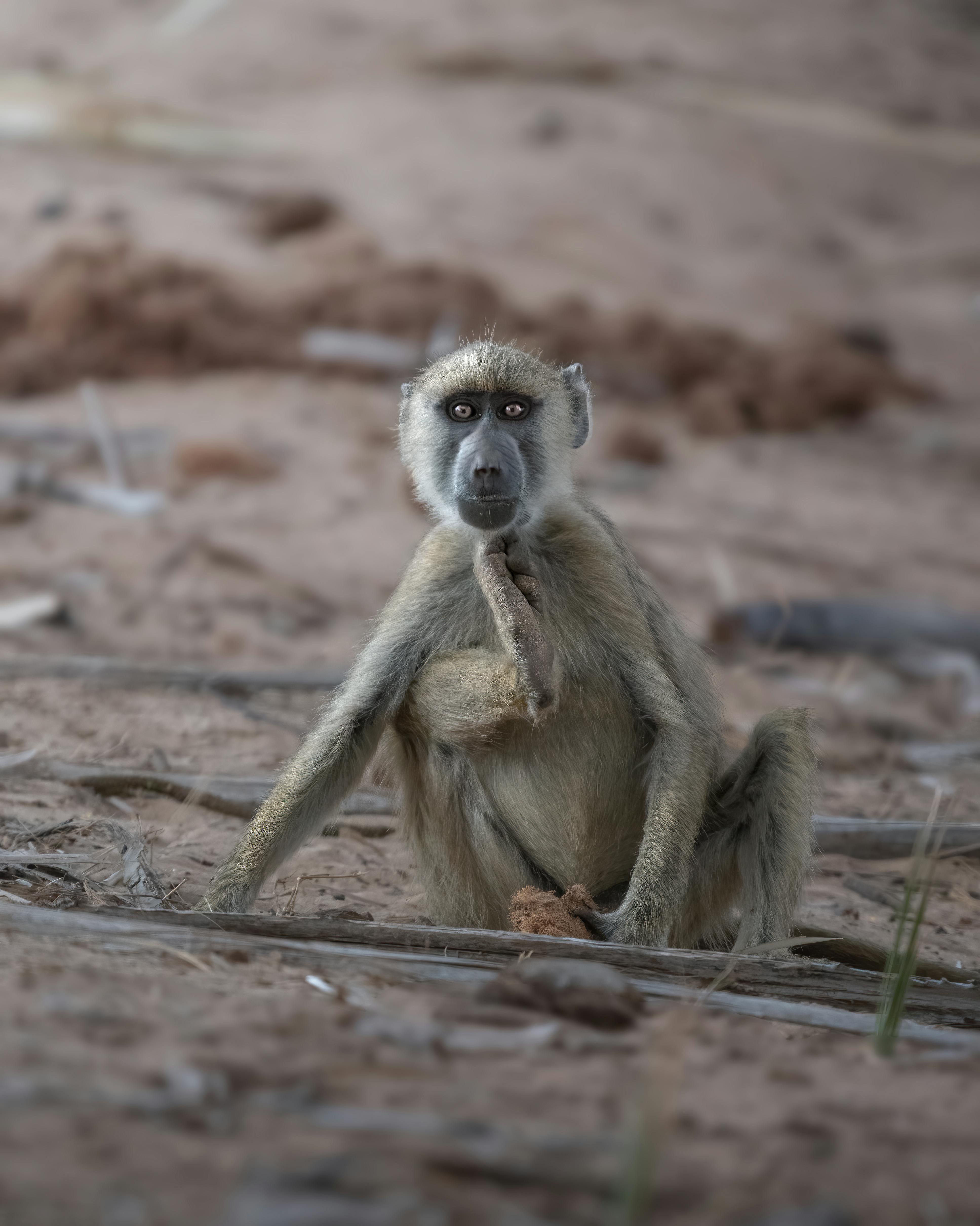 Brown Monkey Illustration · Free Stock Photo