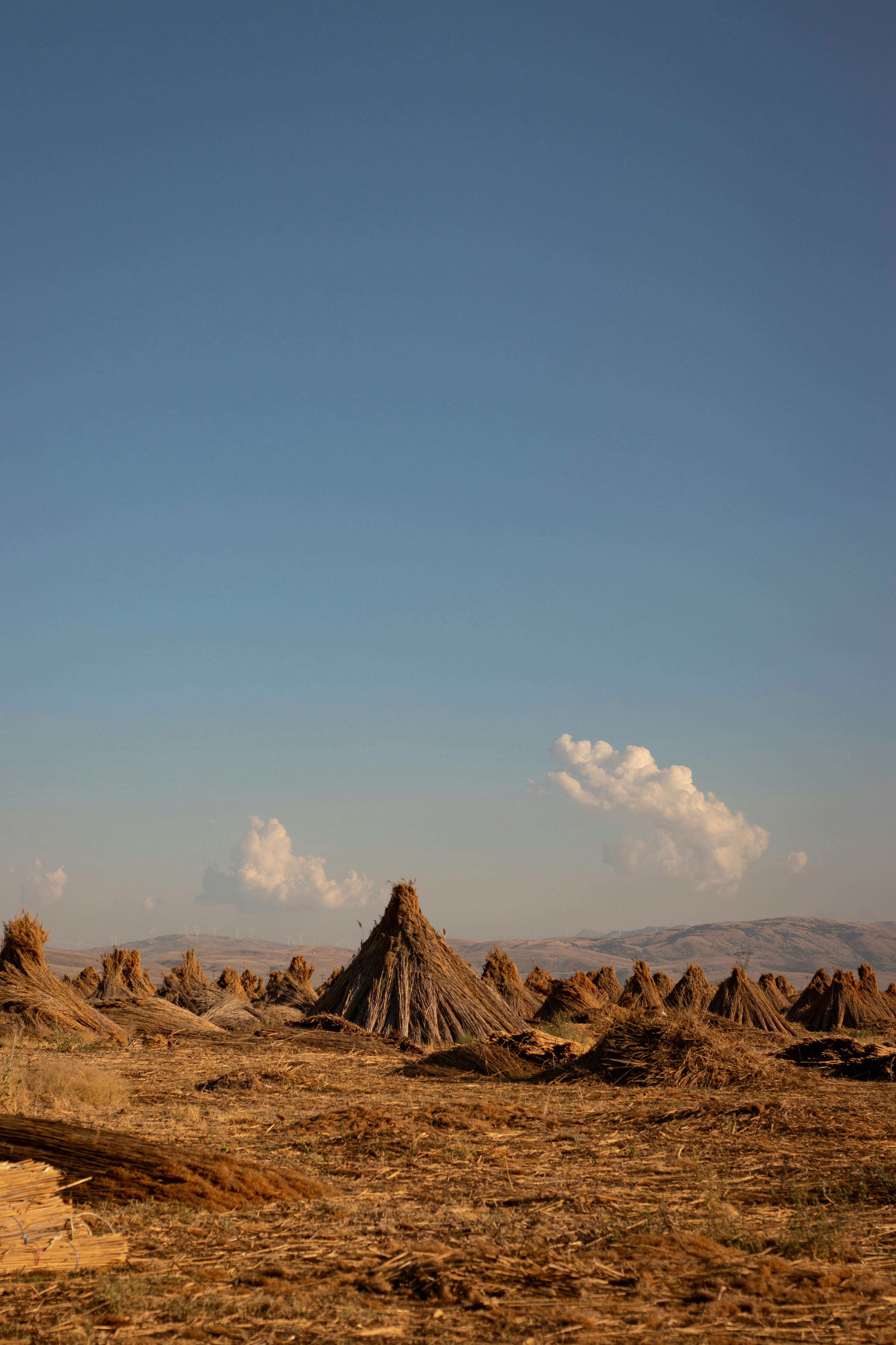 Man Reaching Stars on Field · Free Stock Photo