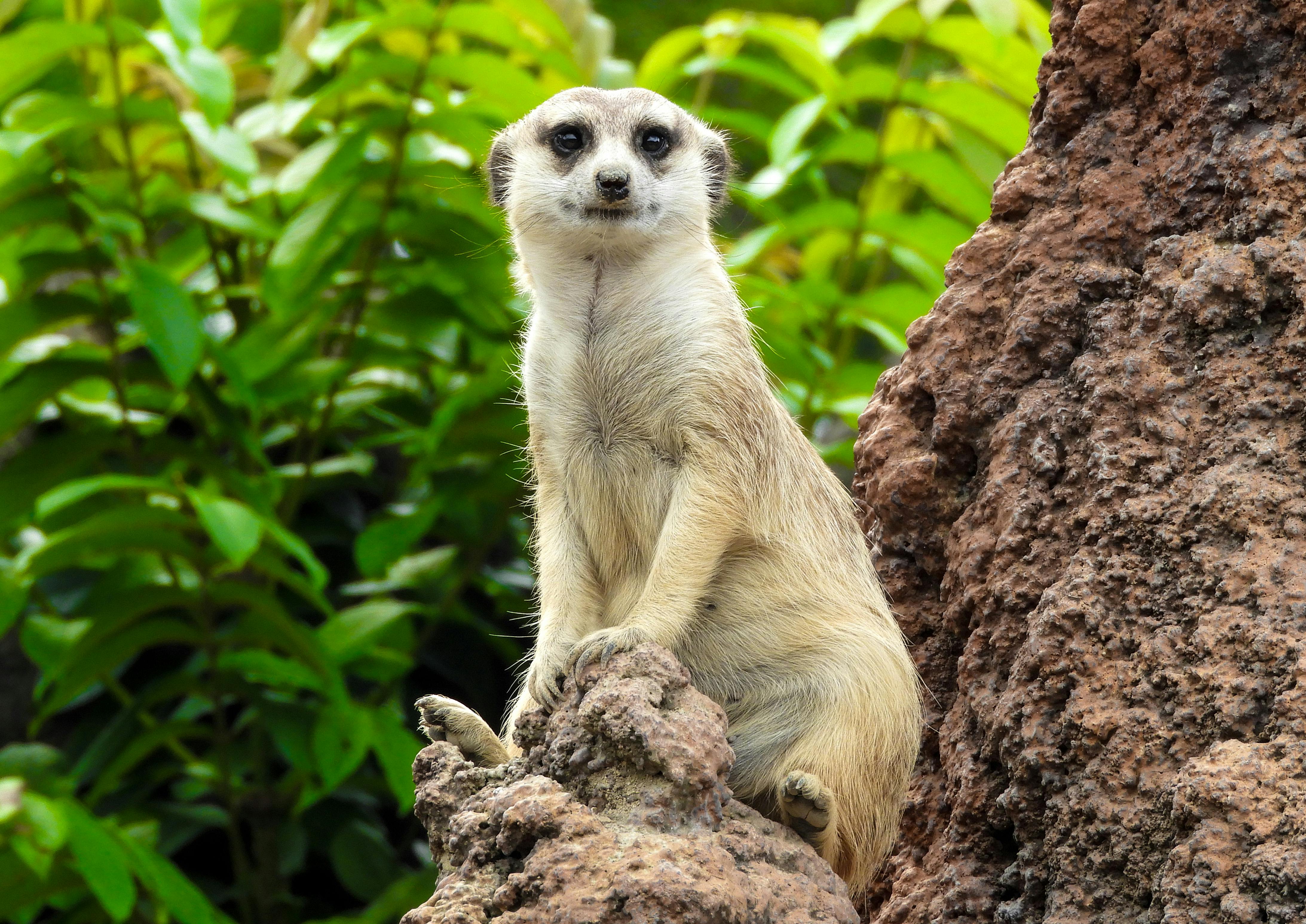 Brown and White 2 Legged Animal Standing on Tree Branch · Free Stock Photo
