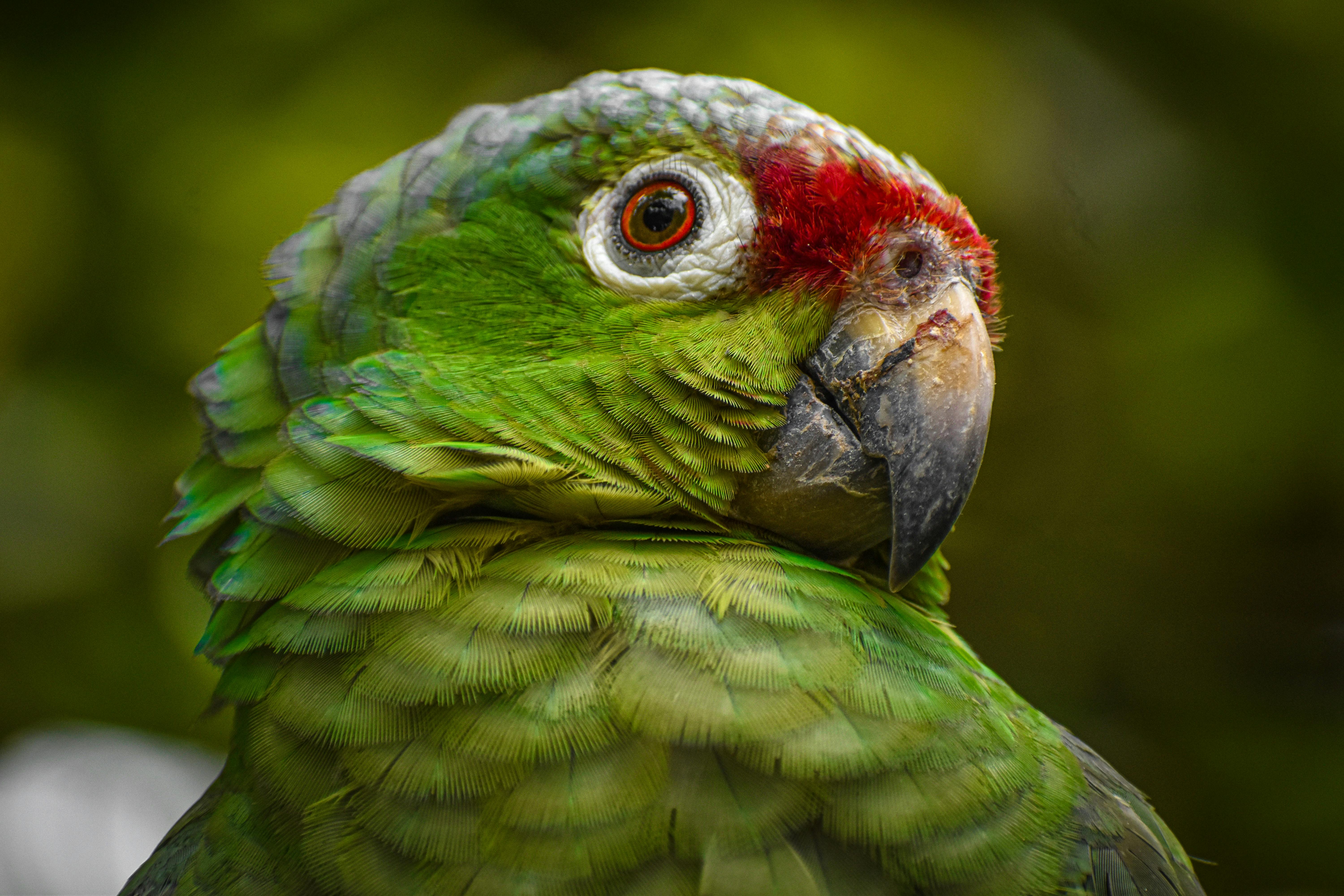 Foto de stock gratuita sobre cabeza, de cerca, enfoque selectivo ...