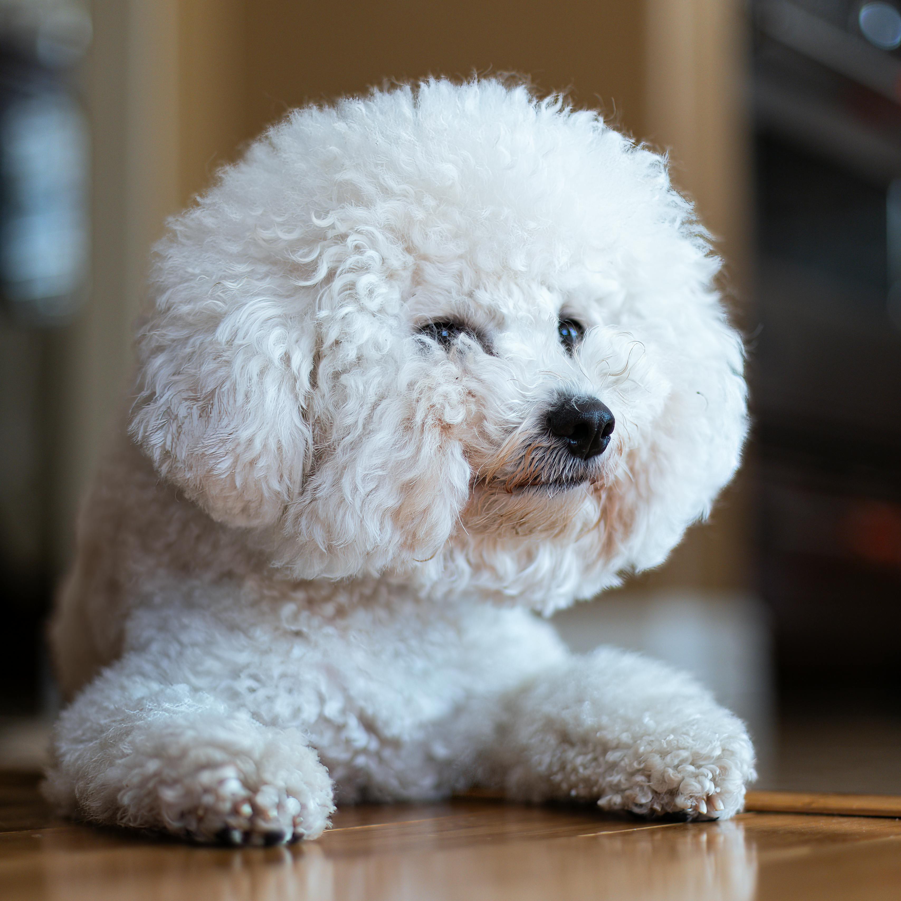 Close up of White Poodle · Free Stock Photo