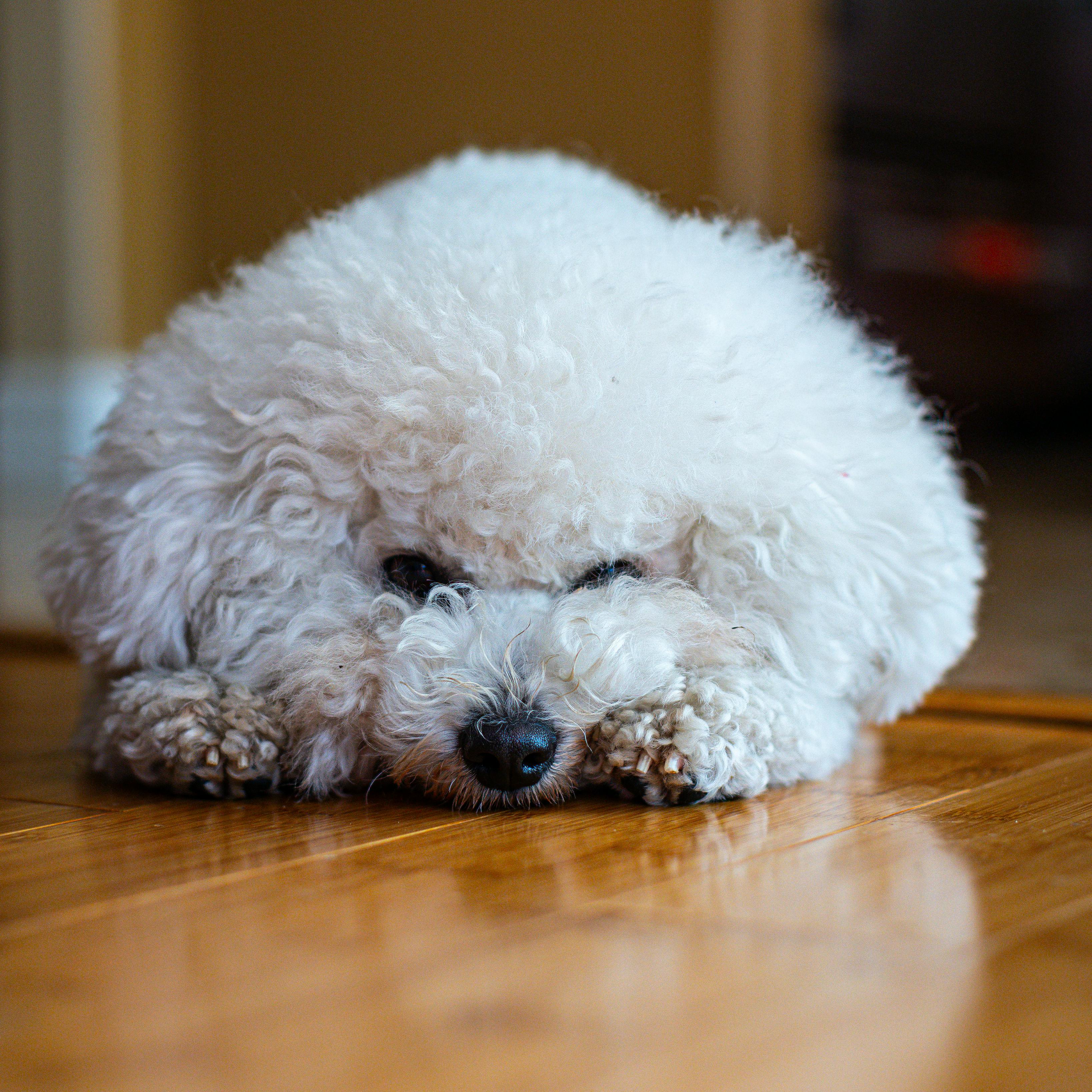 White Dog Lying Down · Free Stock Photo