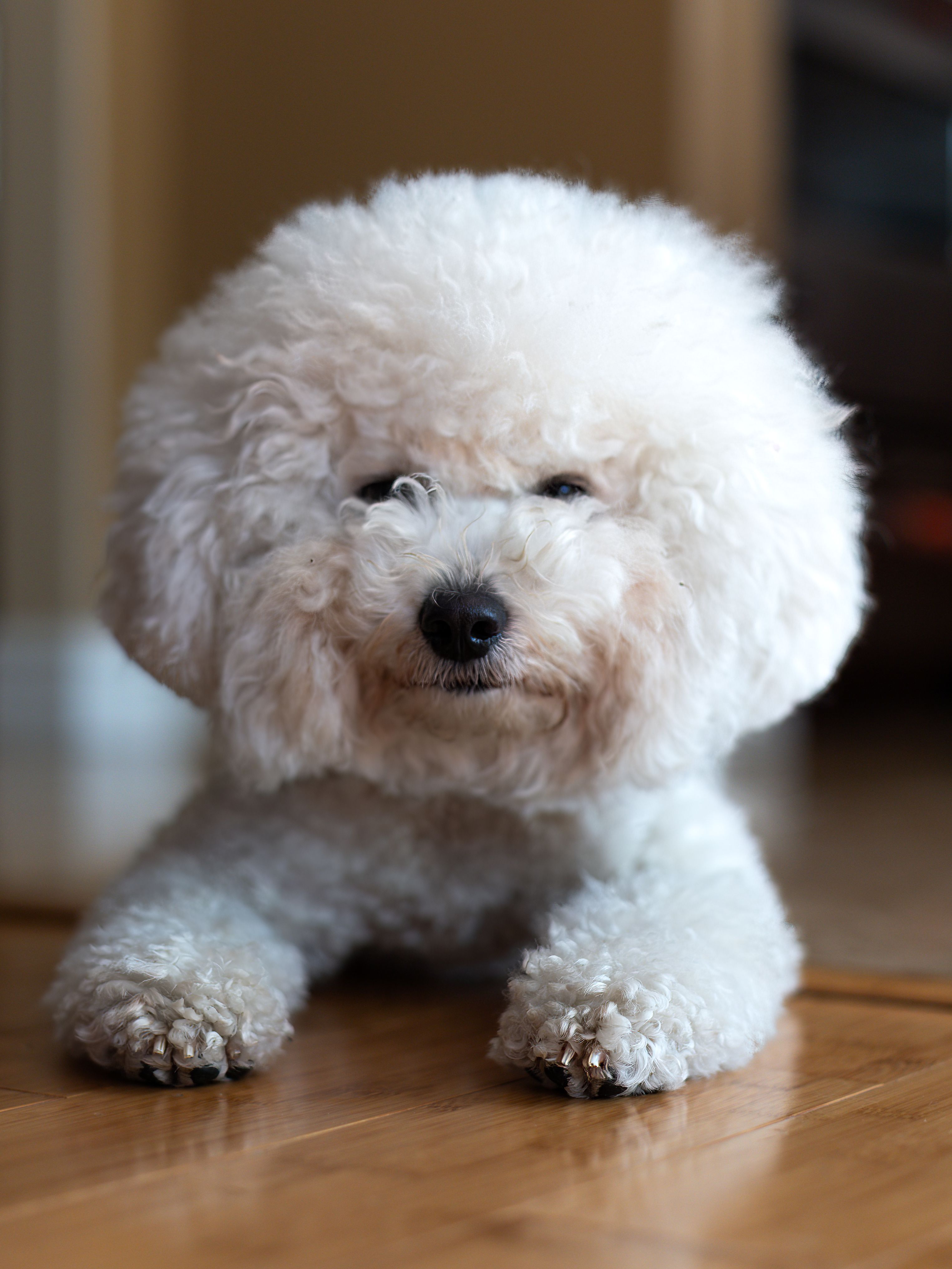 Bichon Photos, Download The BEST Free Bichon Stock Photos & HD Images