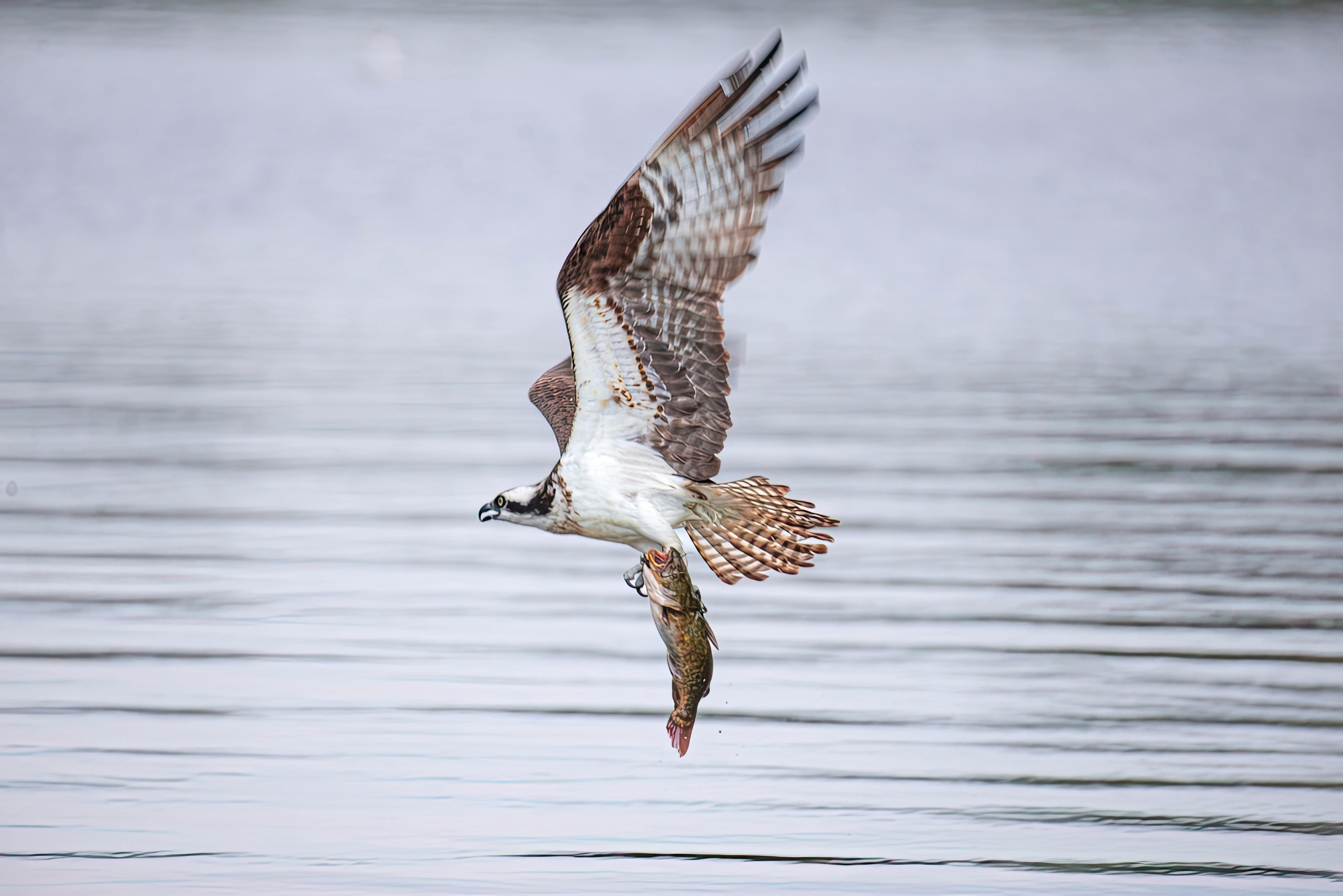 Osprey Flying with a Fish · Free Stock Photo