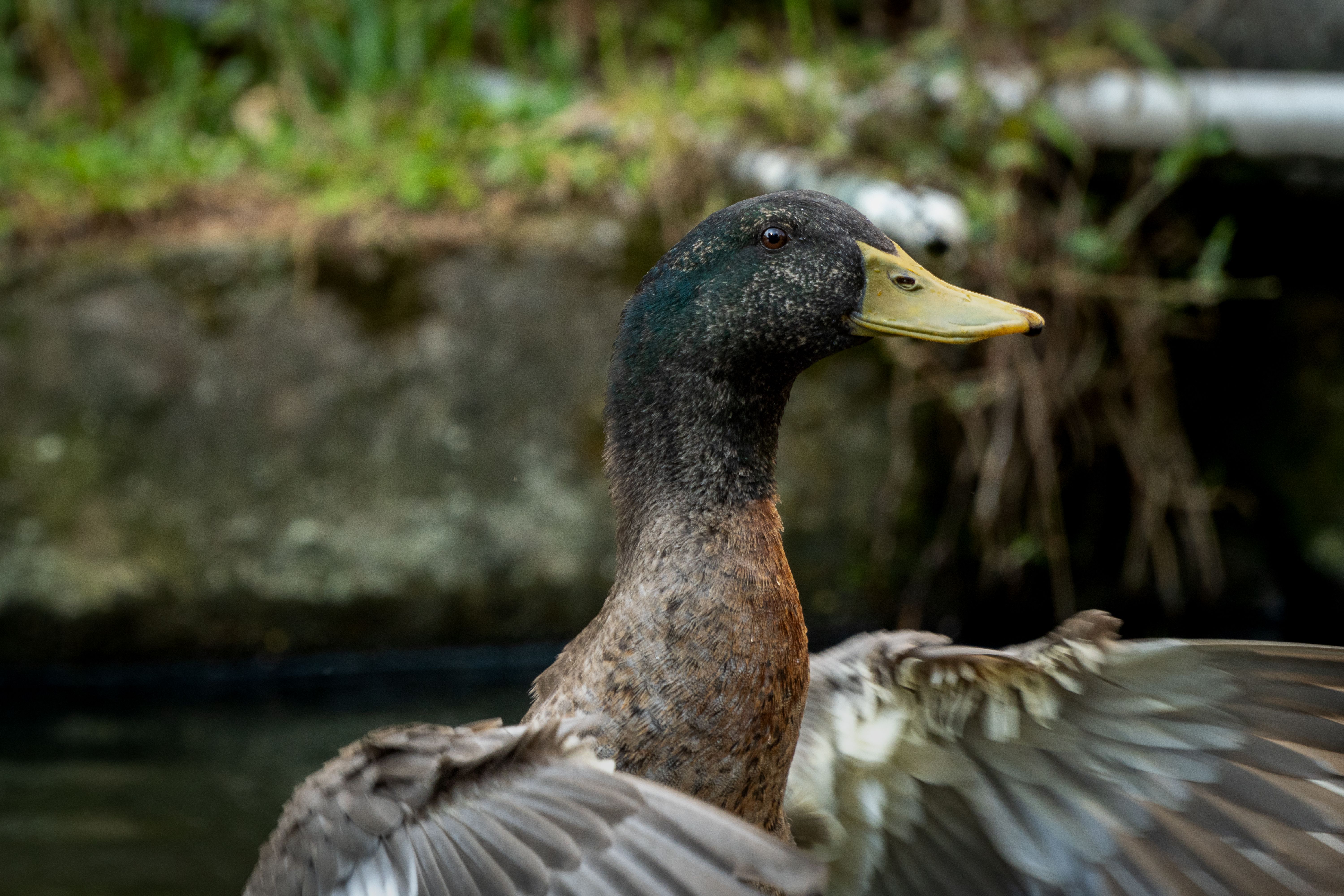 Duck in Nature · Free Stock Photo