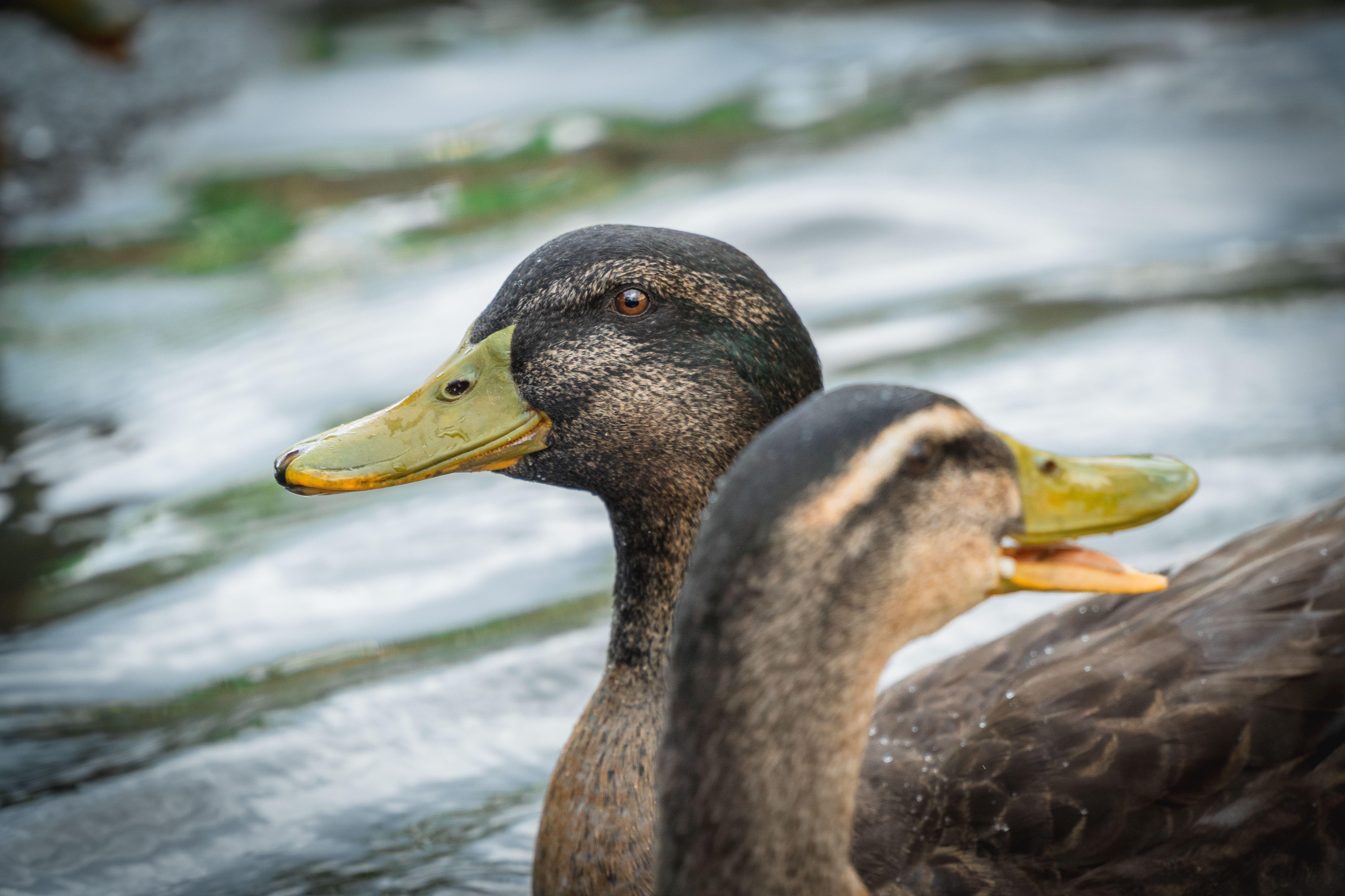 Two Ducks by the Lake · Free Stock Photo