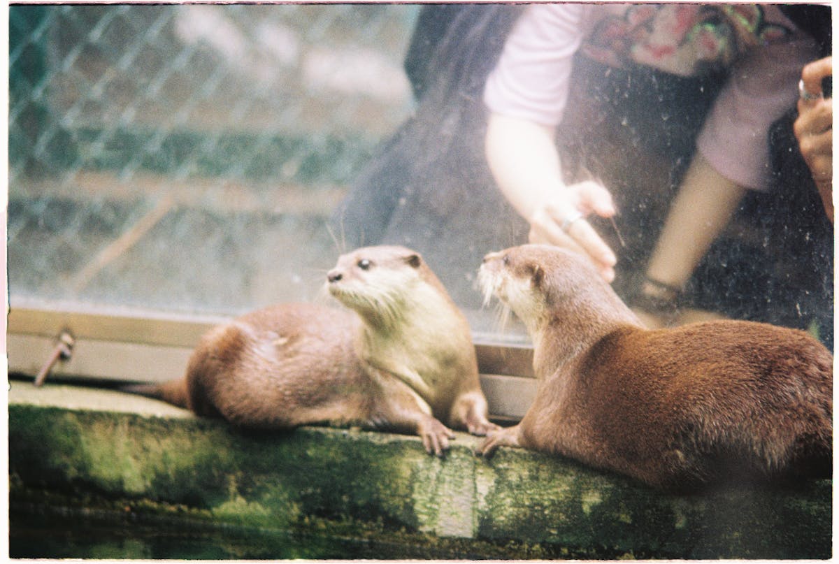 Weasel Photos, Download The BEST Free Weasel Stock Photos & HD Images