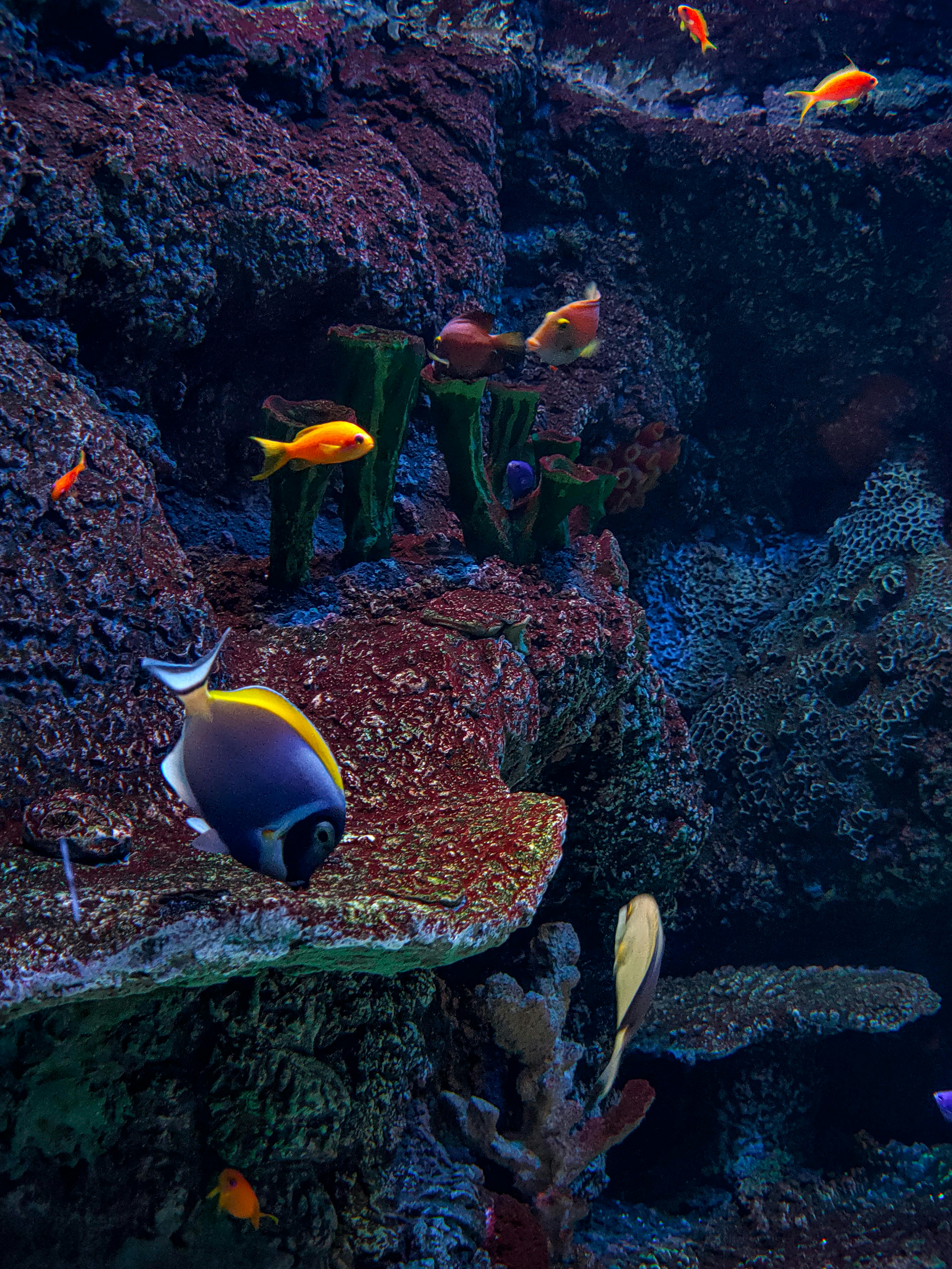 Photo gratuite de aquatique, aventure sous marine, beauté sous marine ...